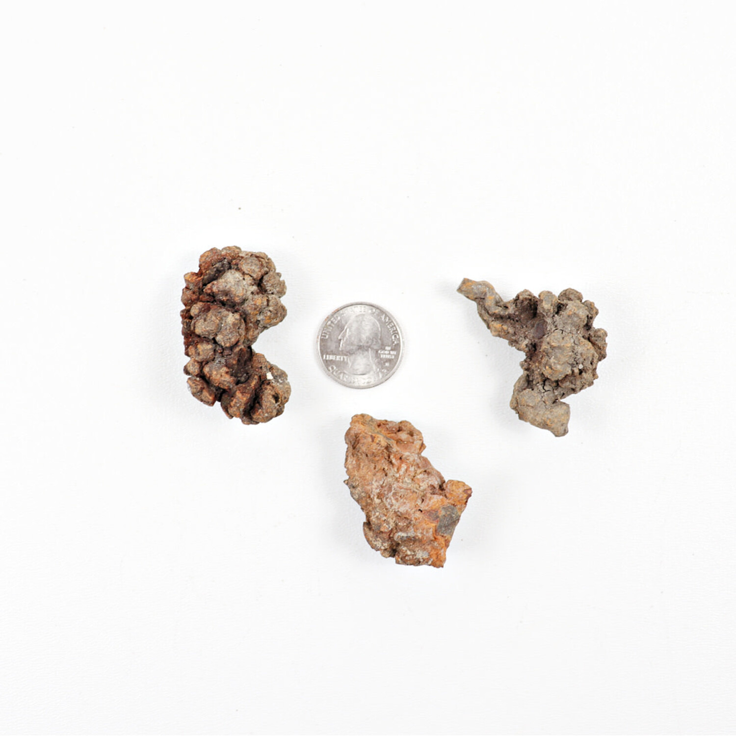 Coprolite - Mama's Minerals