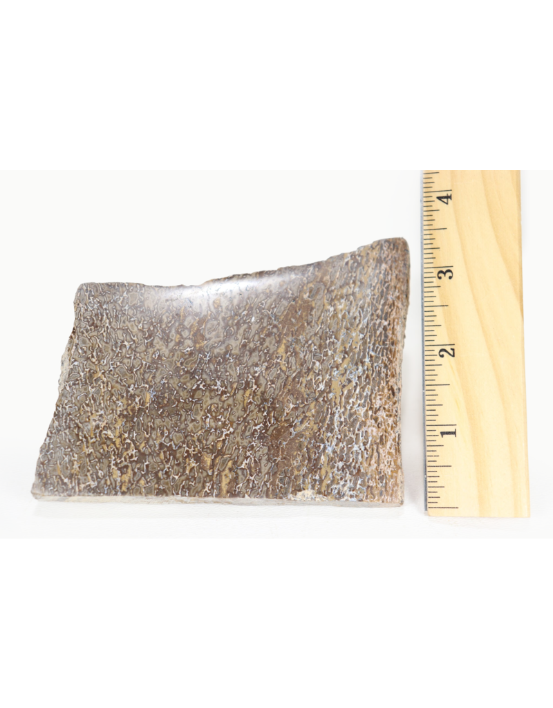 Dinosaur Bone Slice Morocco 10-15cm - Mama's Minerals