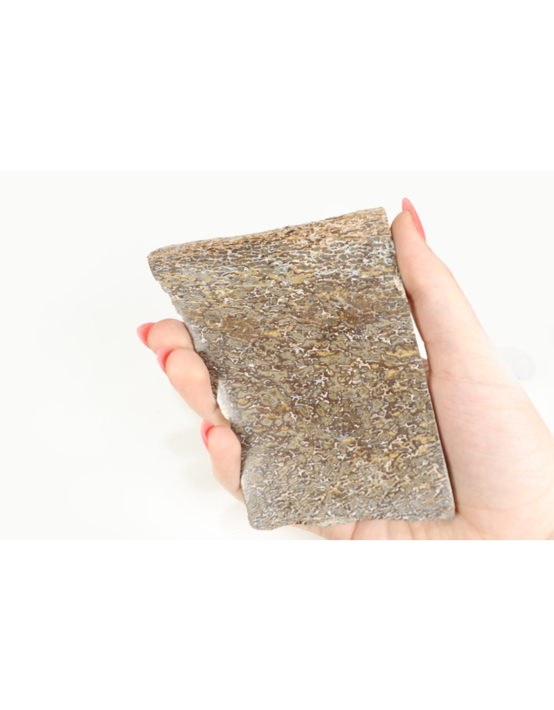 Dinosaur Bone Slice Morocco 10-15cm - Mama's Minerals