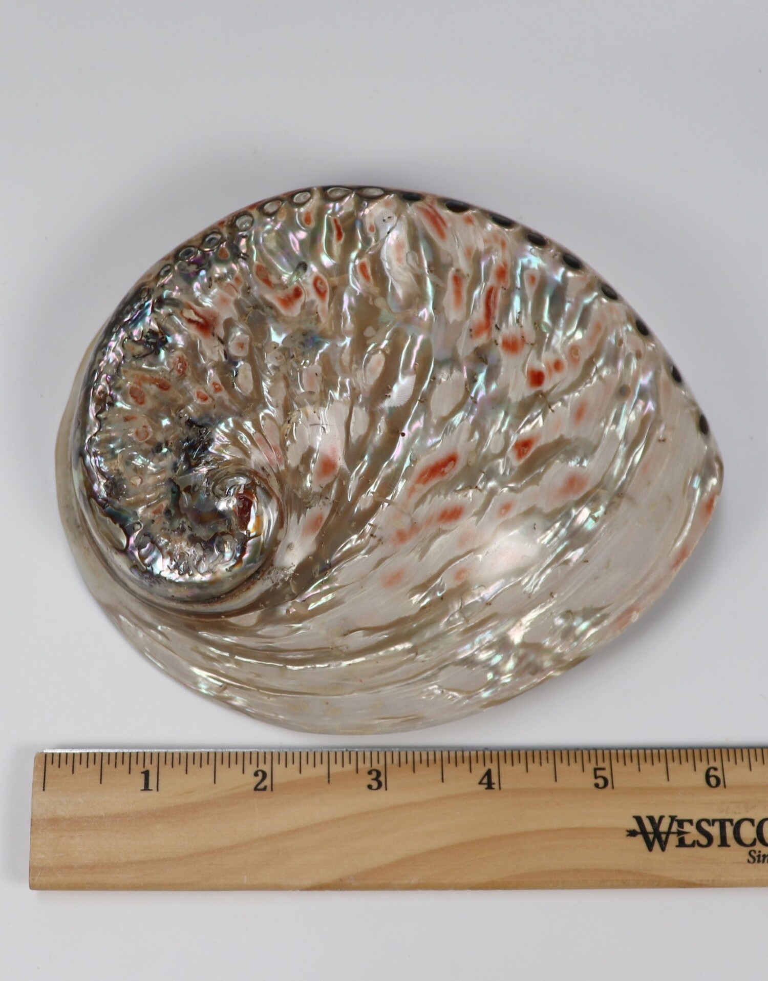 White Abalone Shell Polished Exterior - Mama's Minerals