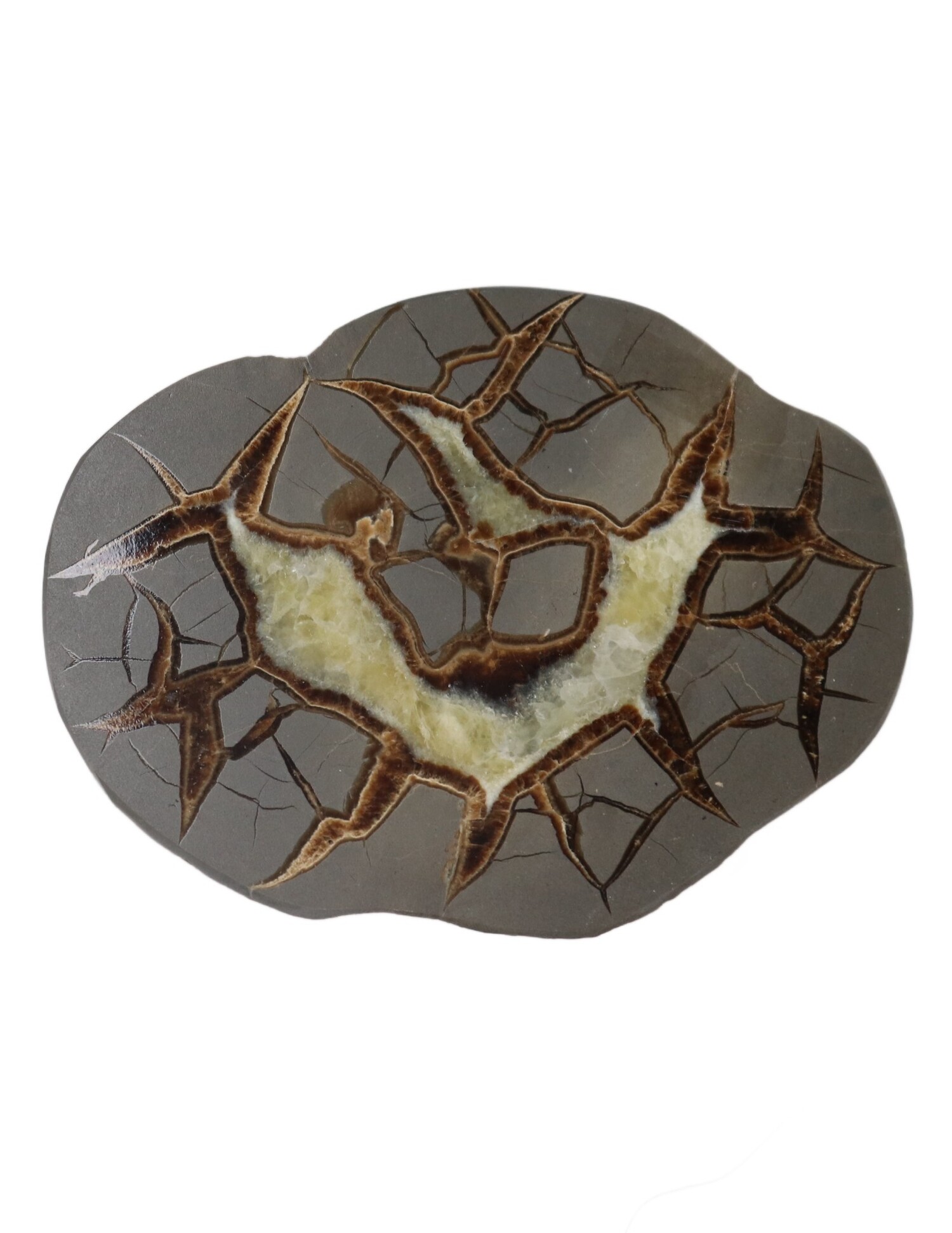 Septarian Nodule Slice Utah 4-5" - Mama's Minerals