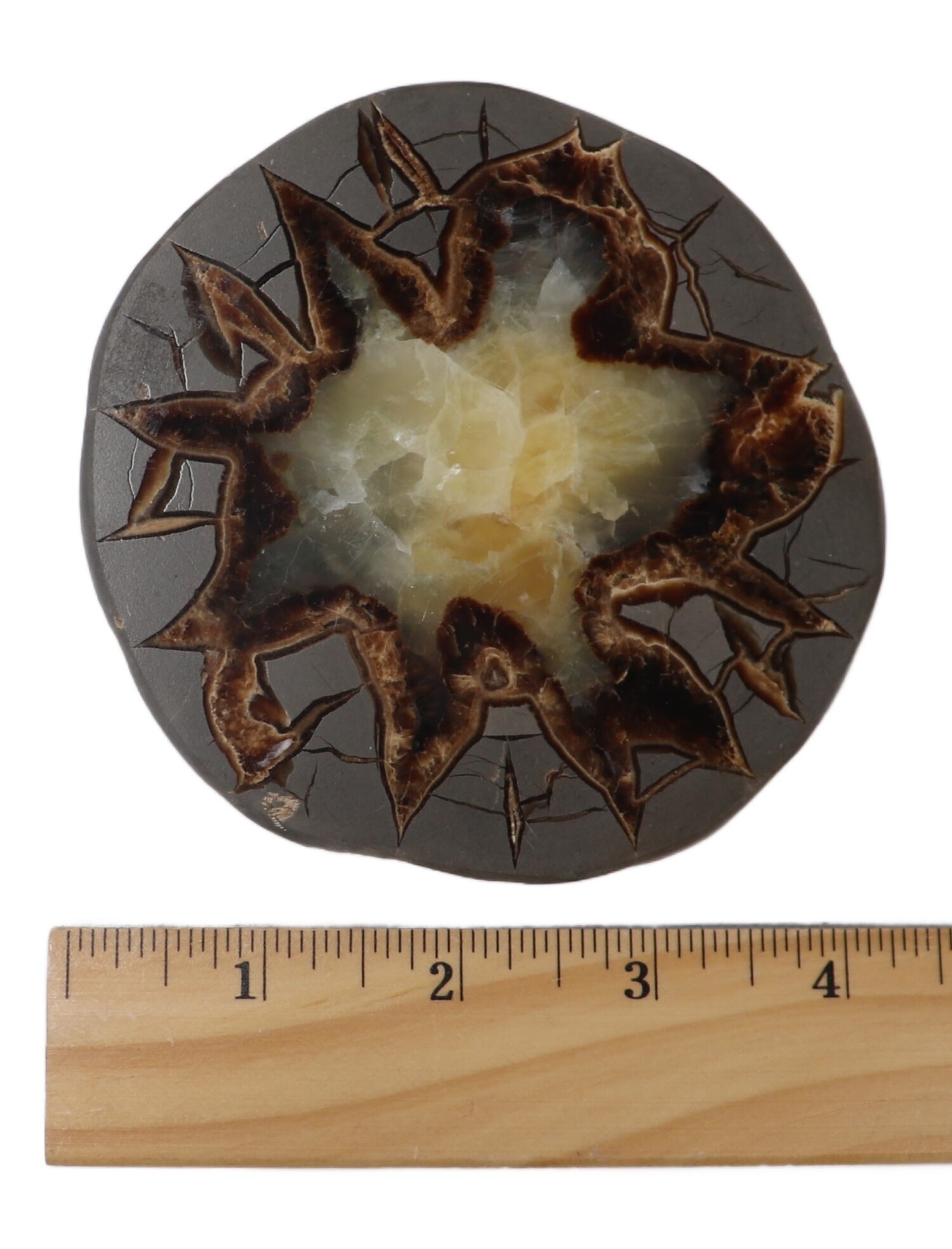 Septarian Nodule Slice Utah 3-4" - Mama's Minerals