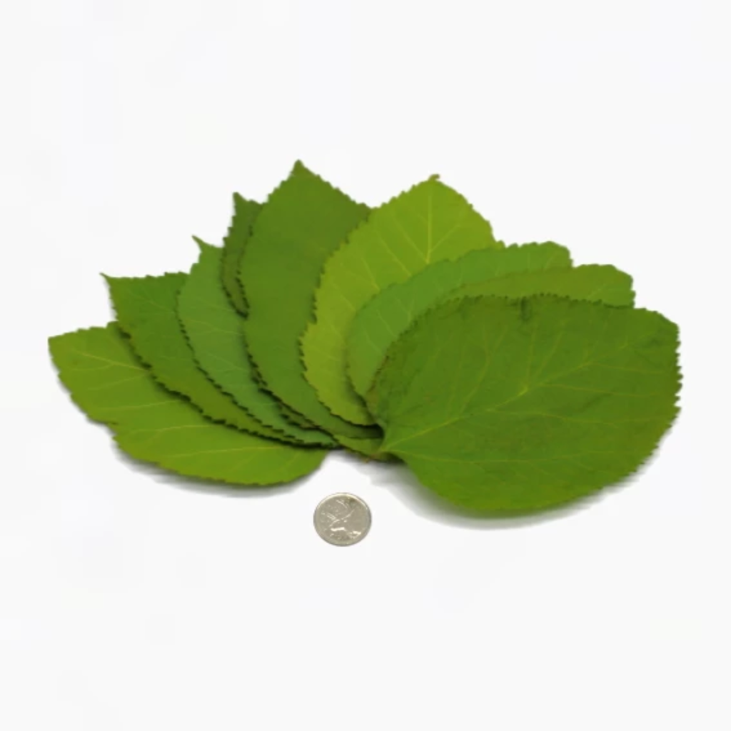 NewCal Pet Mulberry Leaves (10 pack) - Northern Pet Emporium