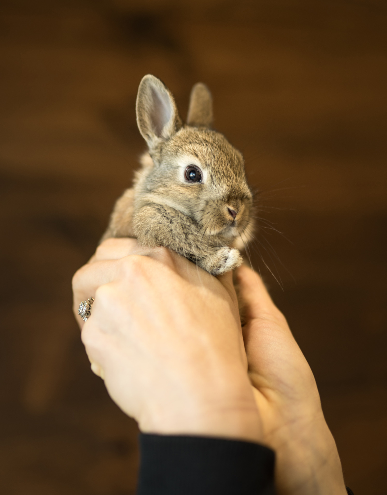 Lapereau 1 - Domaine Animal