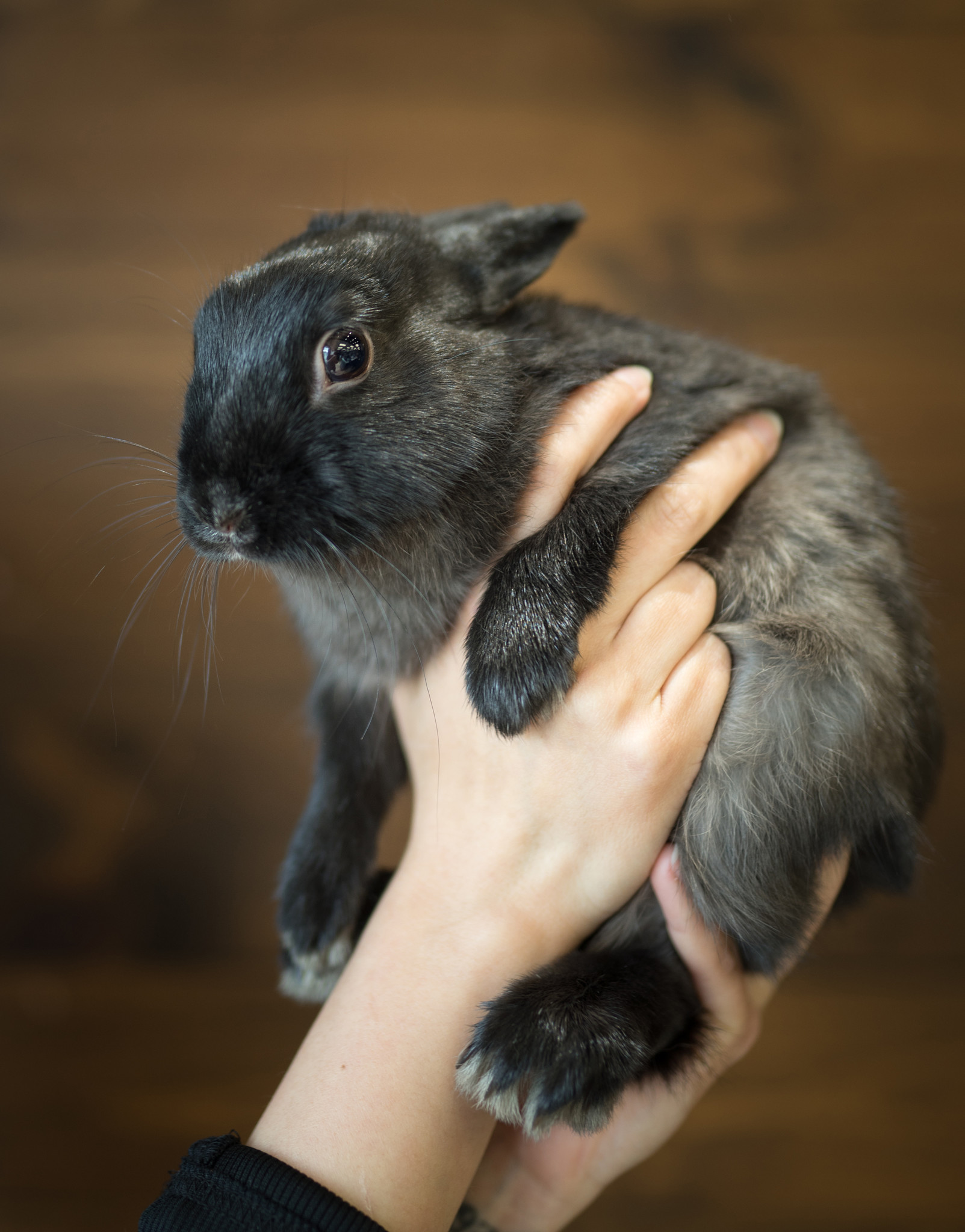 Lapereau (noir) - Domaine Animal