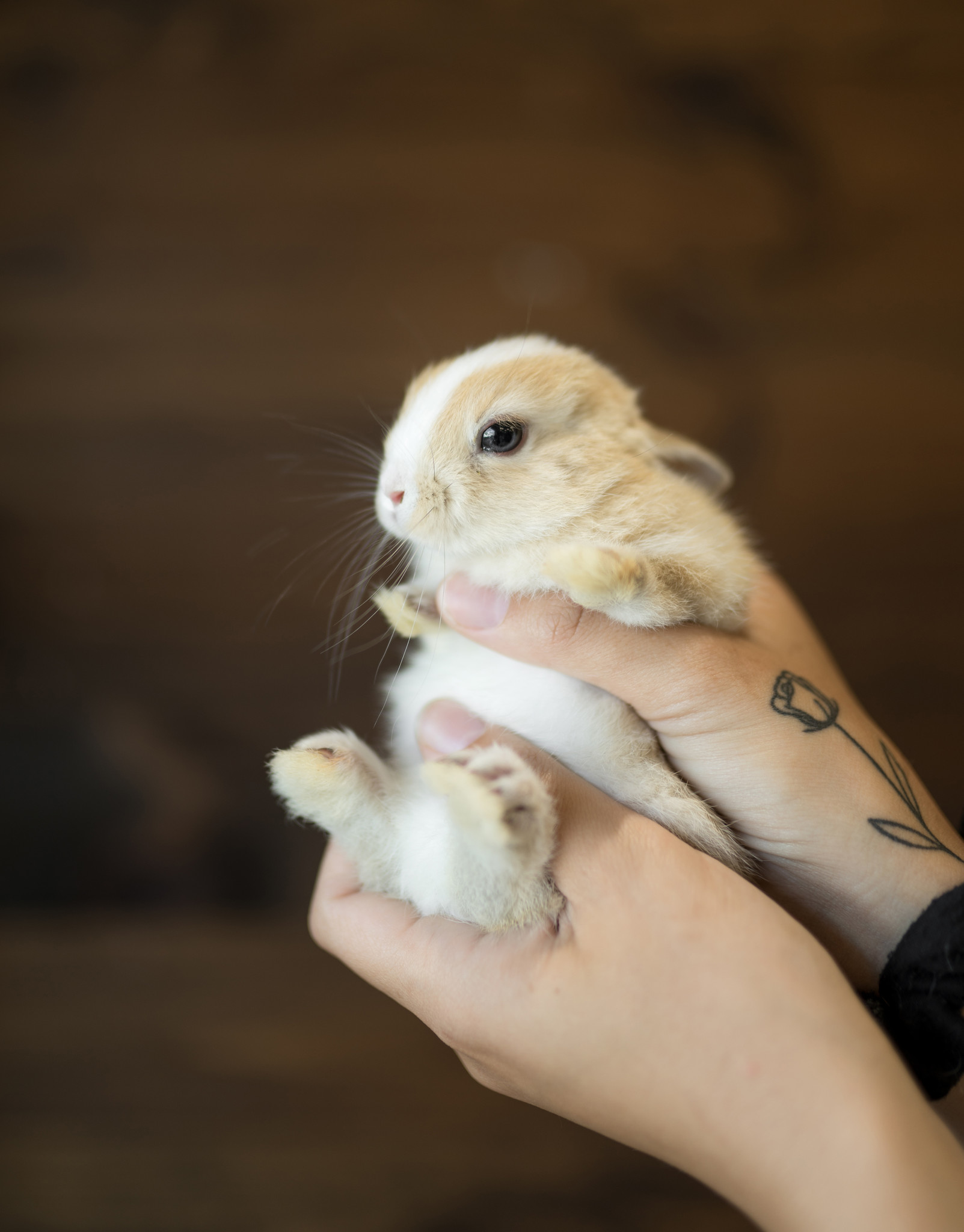 Lapereau (beige) - Domaine Animal