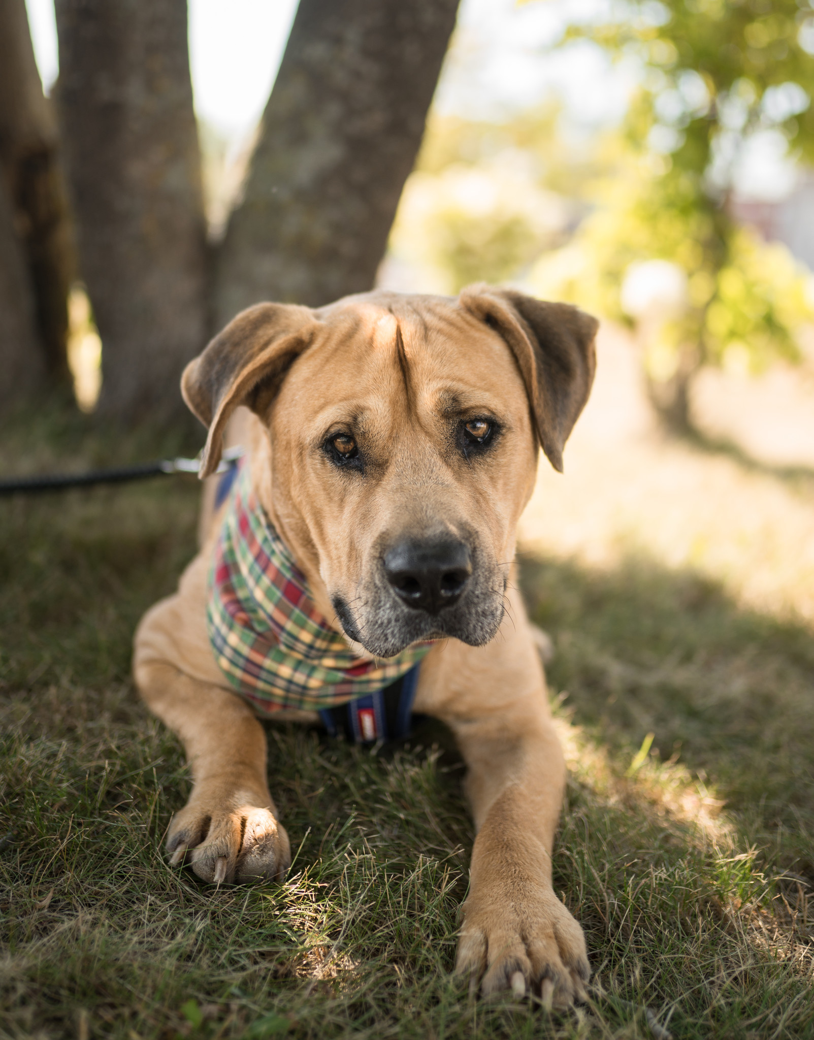 Bolt - Domaine Animal