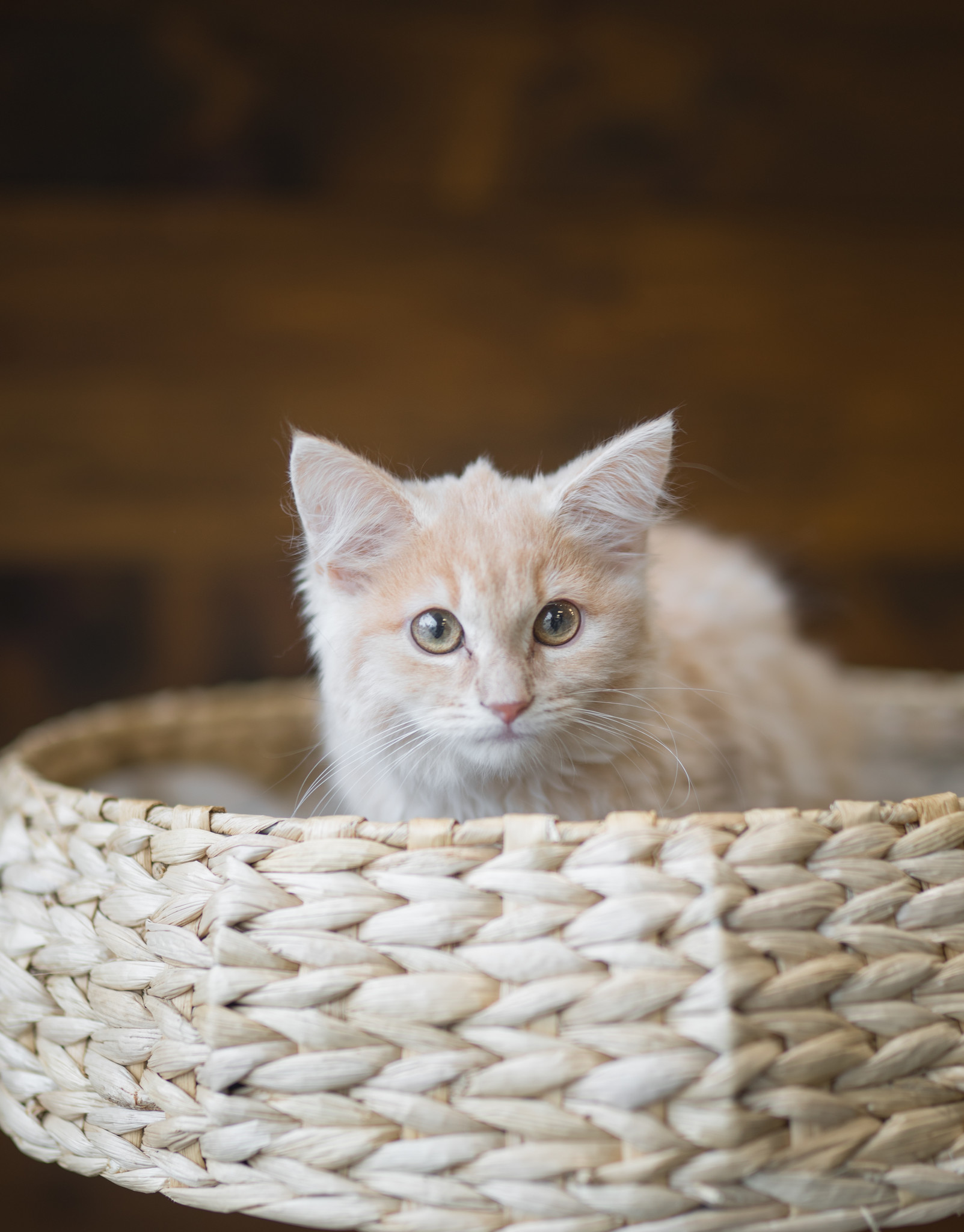 Chaton domestique, beige poils long, Henriette - Domaine Animal