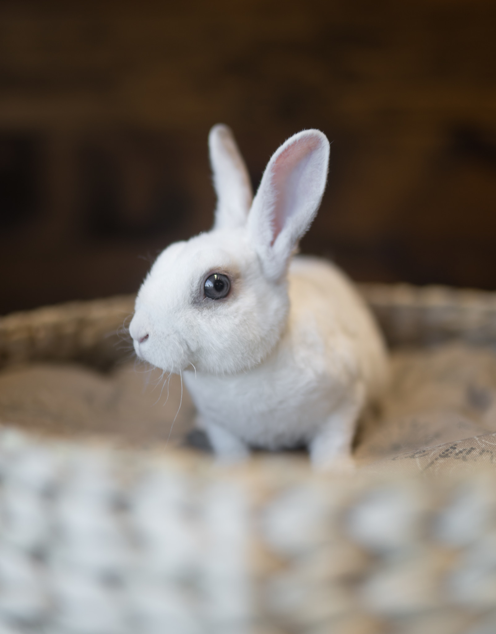 Lapine tricolore - Domaine Animal