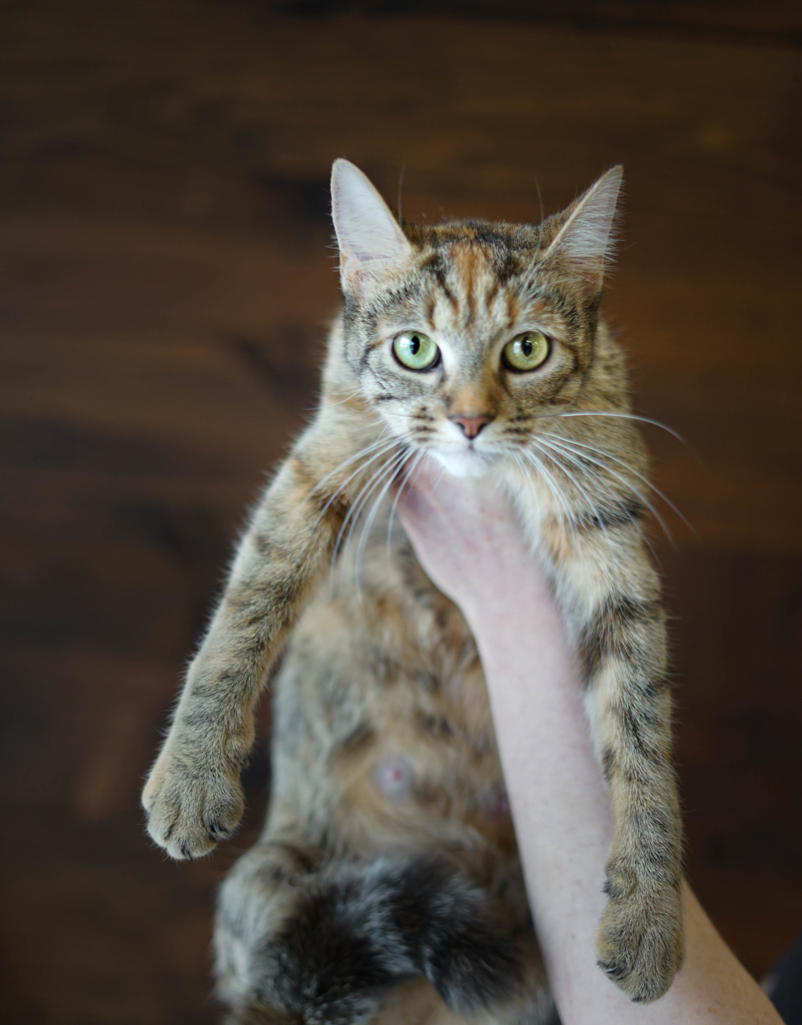 Chat domestique femelle Nanette - Domaine Animal