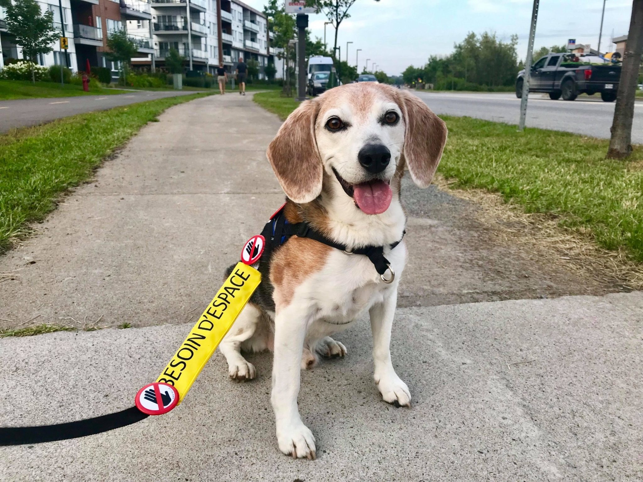 Beli Concept bandeau pour laisse ''besoin d'espace'' - Domaine Animal