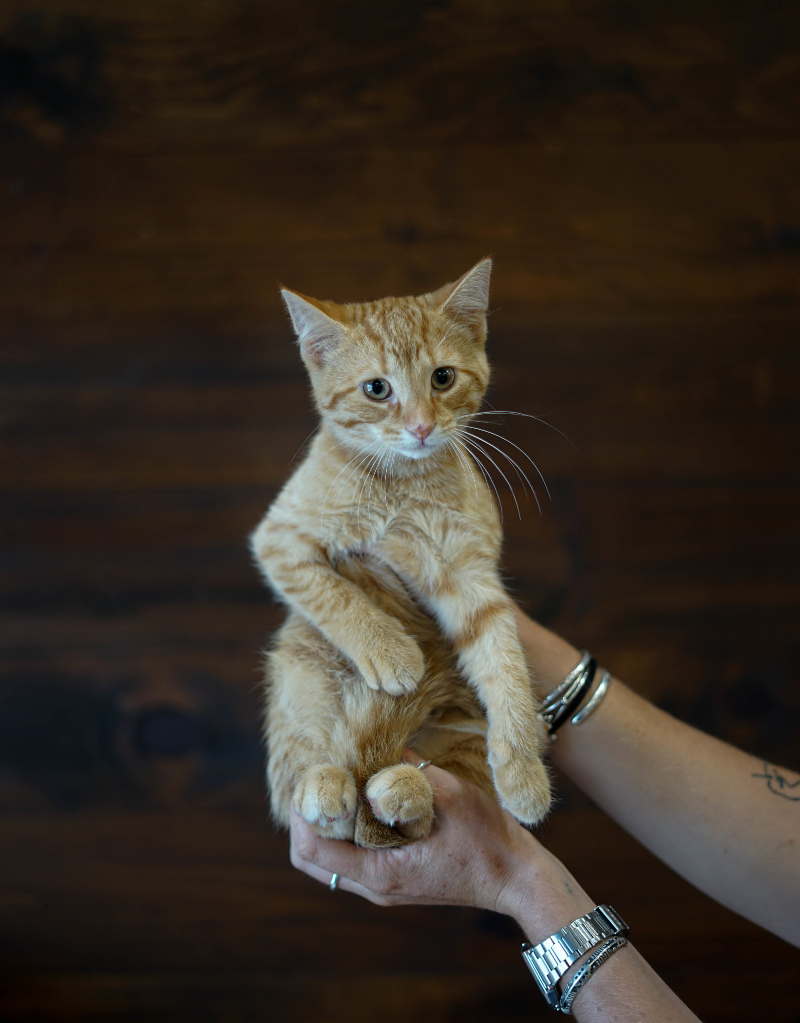 Chaton domestique Sandy (F) - Domaine Animal