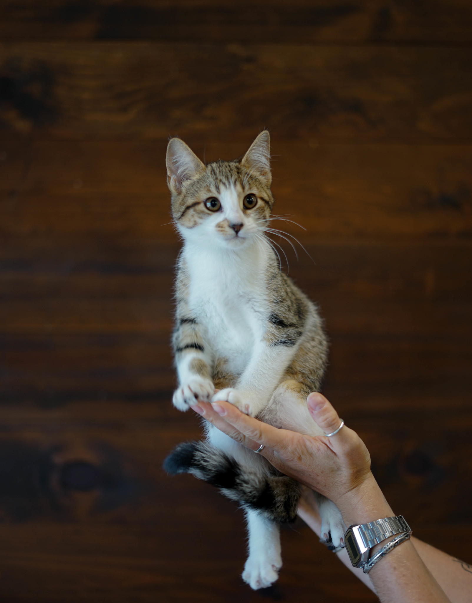 Chaton domestique Frenchy (F) - Domaine Animal