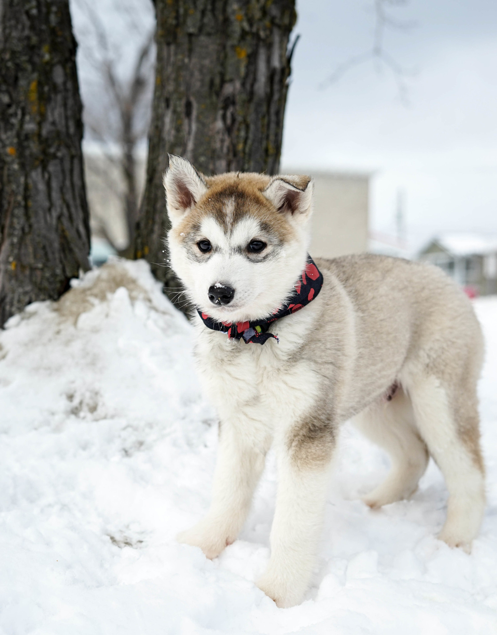Sheldon (Husky x) - Domaine Animal