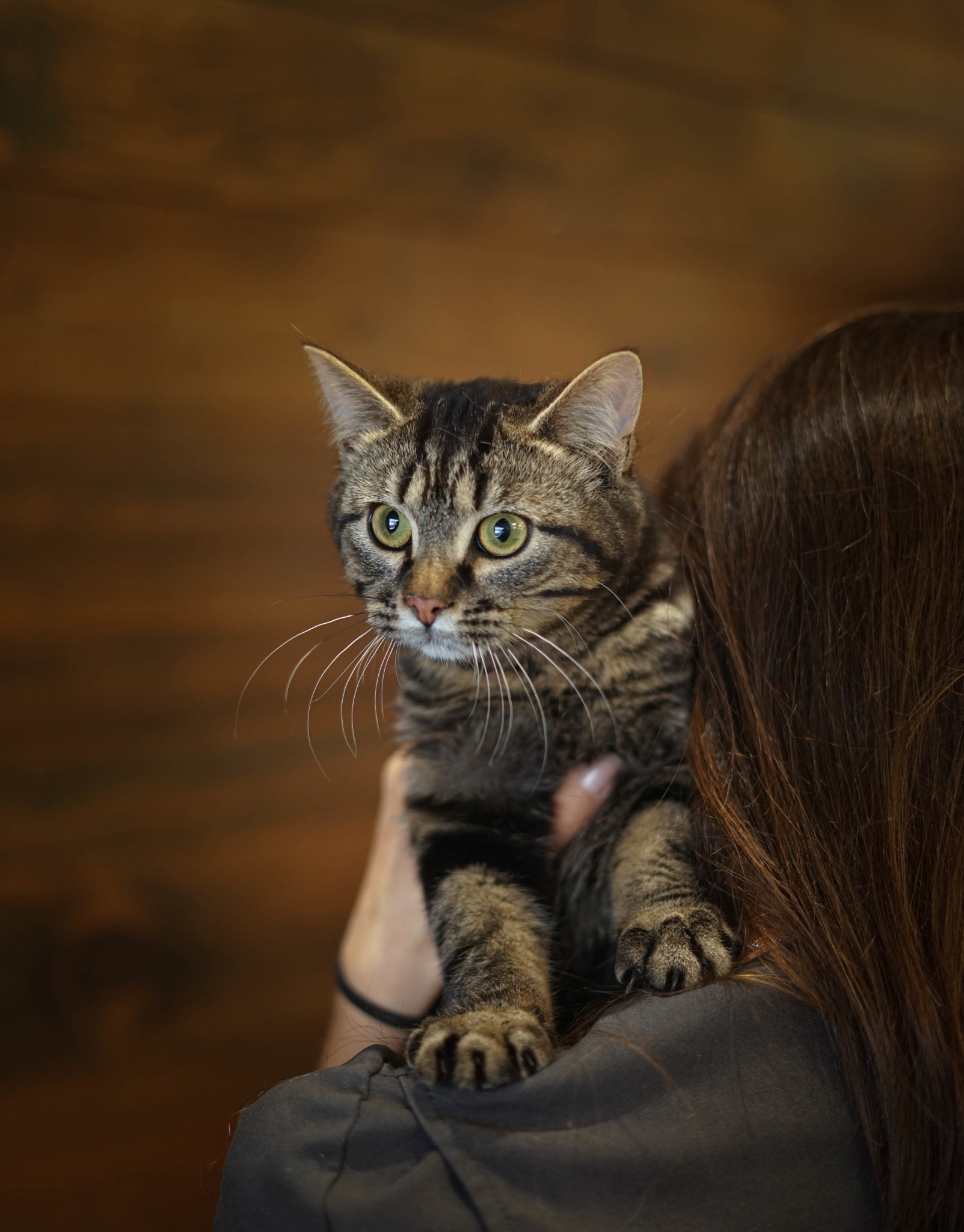 Chaton domestique Monique (F) - Domaine Animal