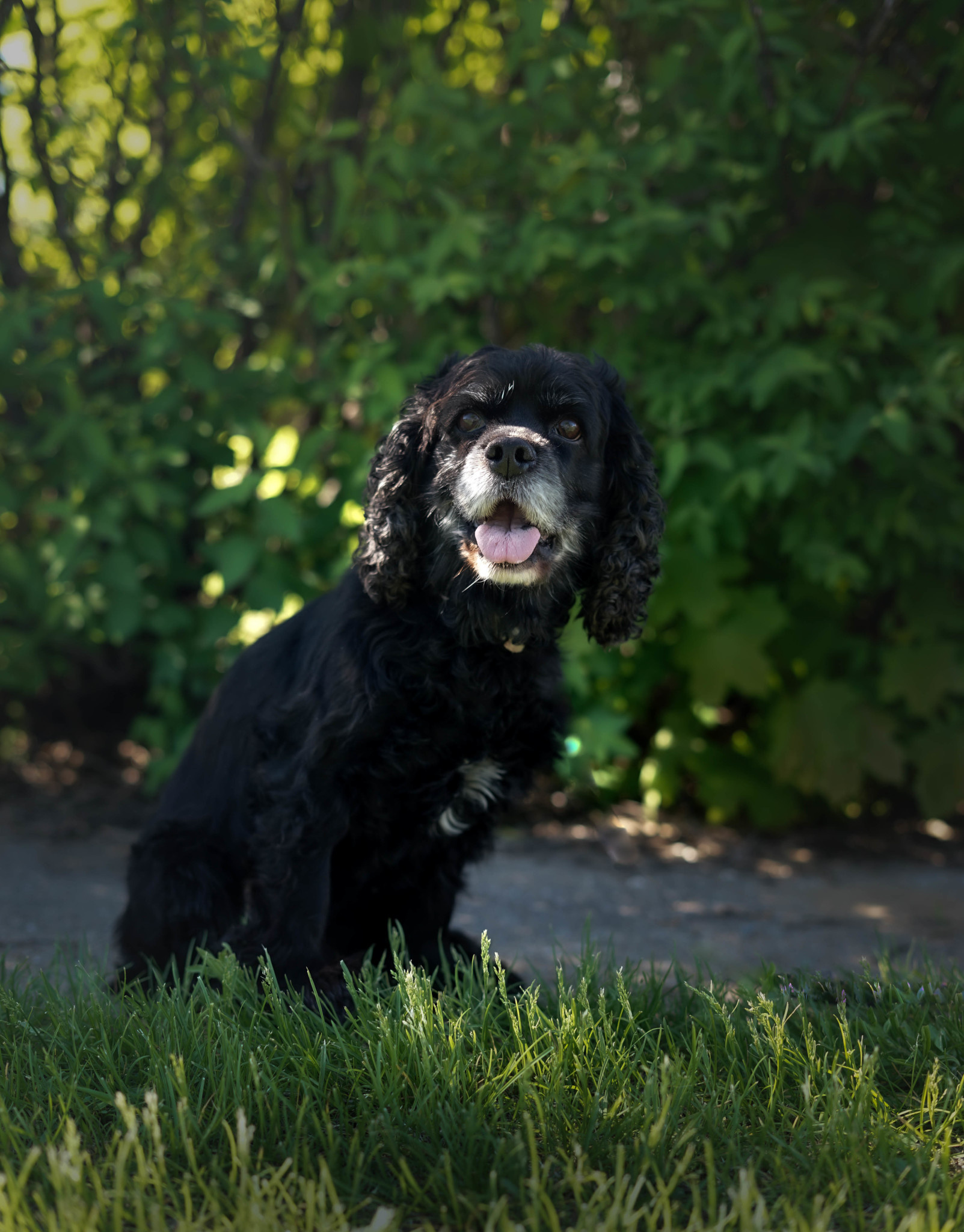 Maggie - Femelle - Domaine Animal