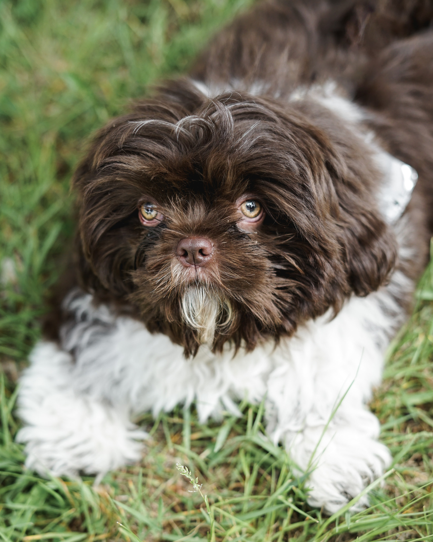 Bobby (M) - Domaine Animal