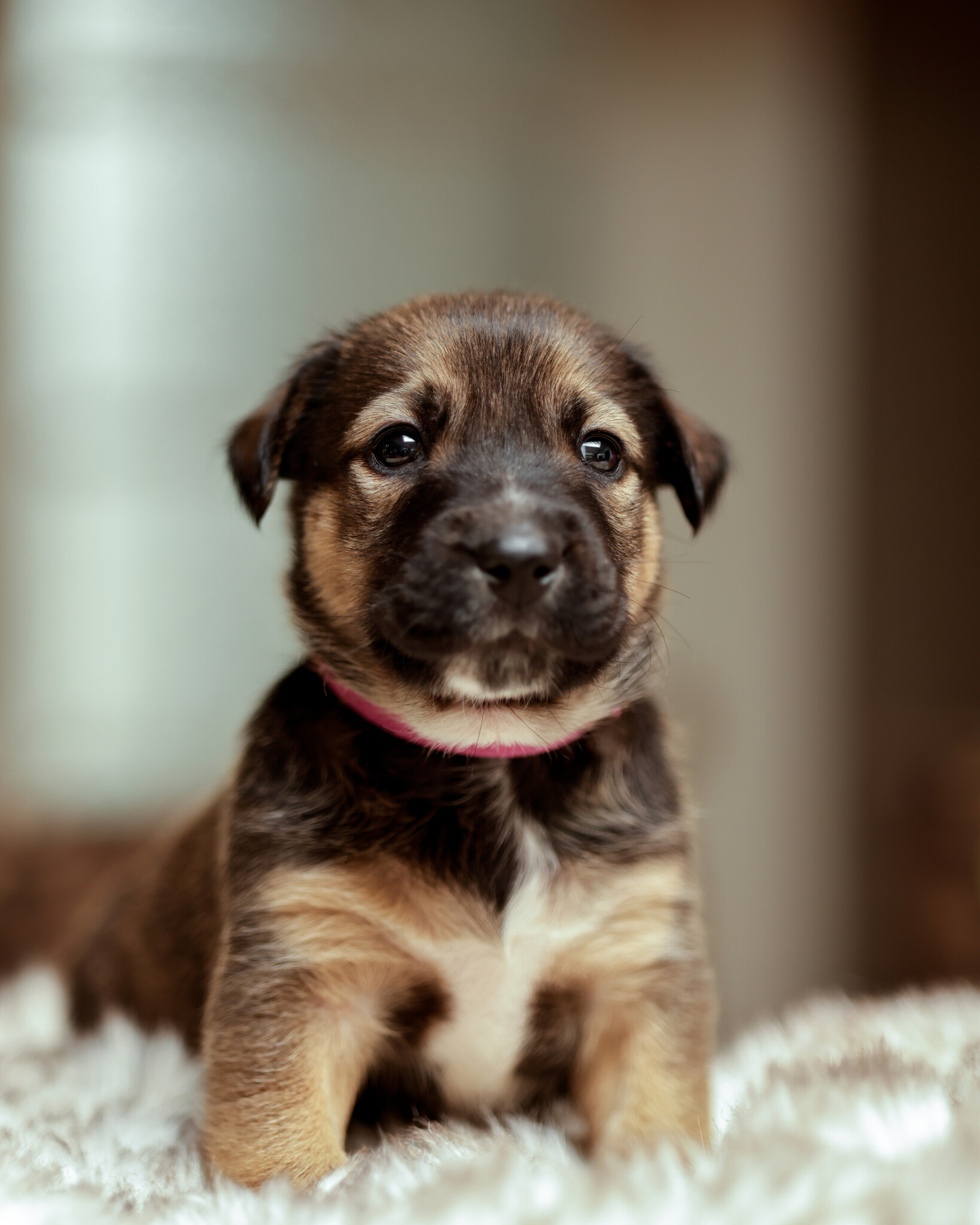 Ludwig (F) - Domaine Animal