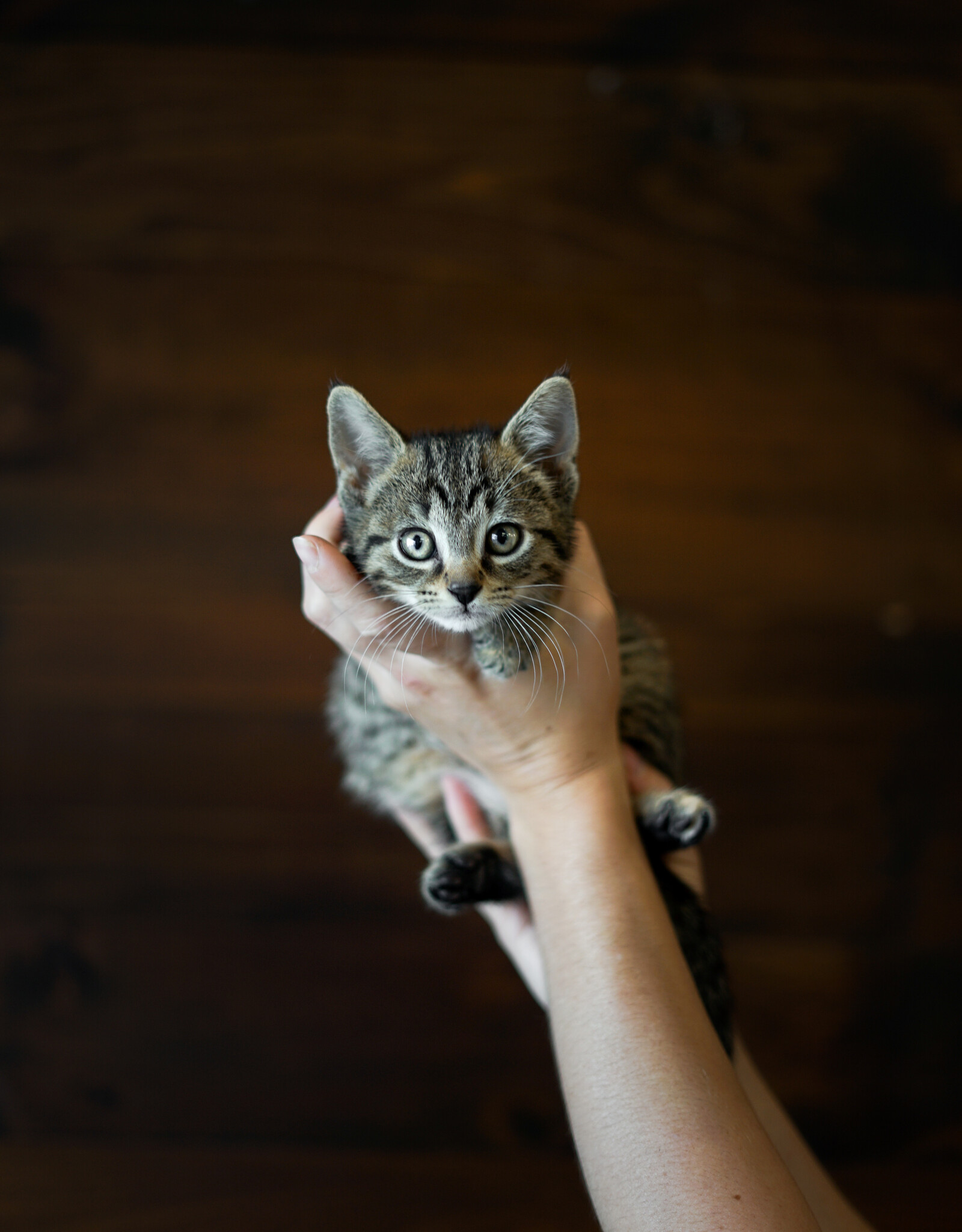 Chaton domestique Romye (F) - Domaine Animal