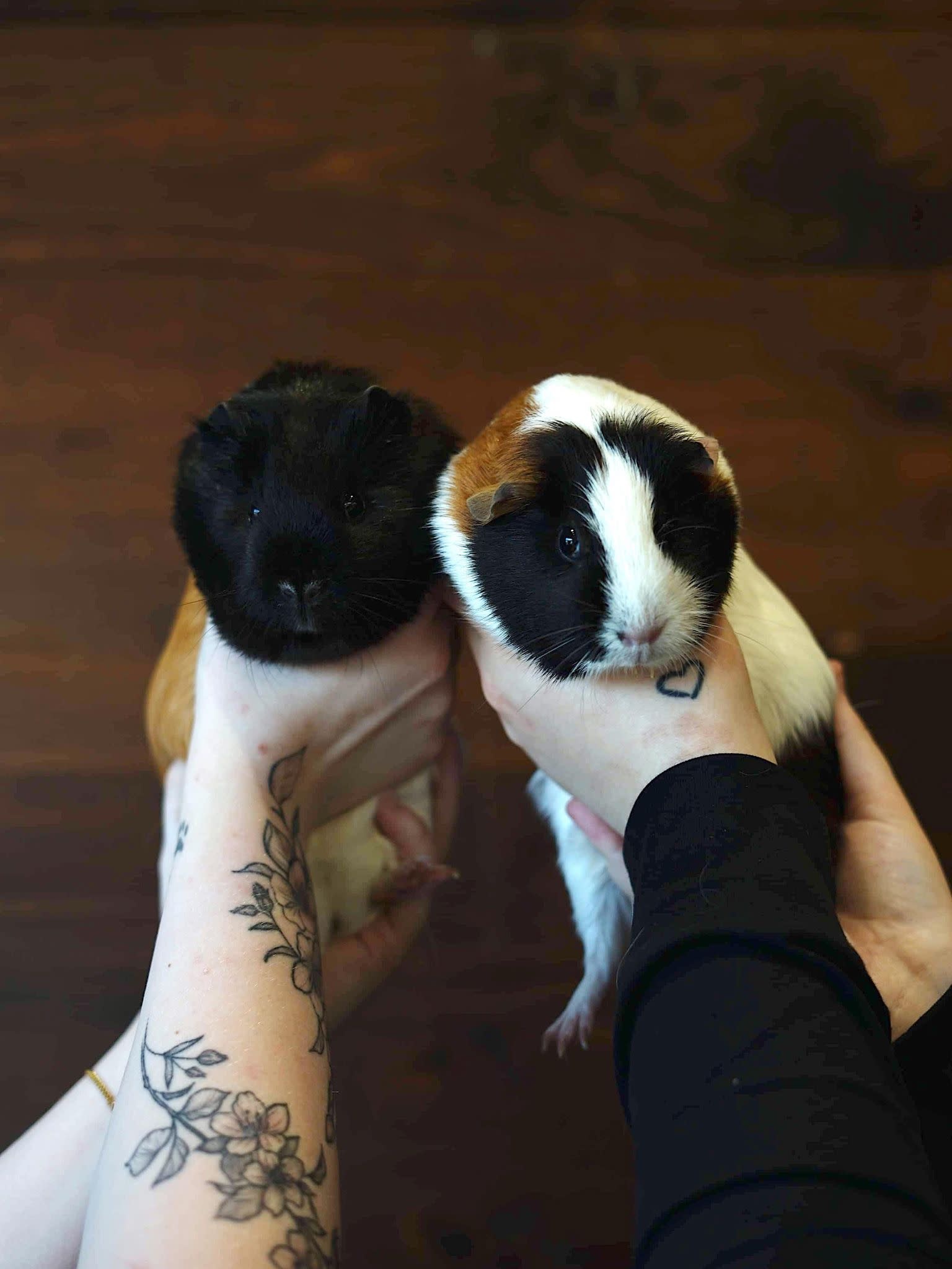 Churros et Caramel (M) - Domaine Animal