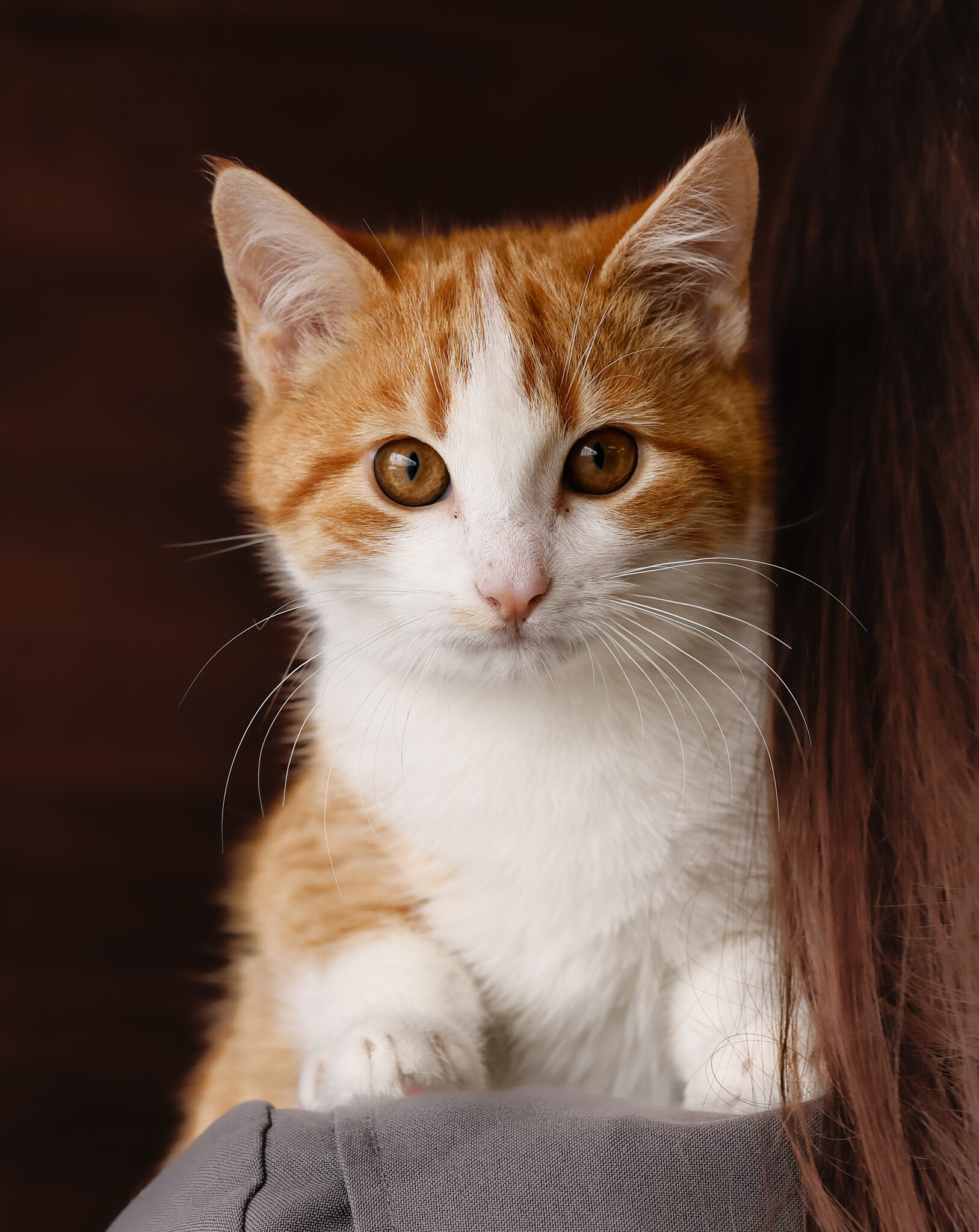 Milan (M) - Domaine Animal