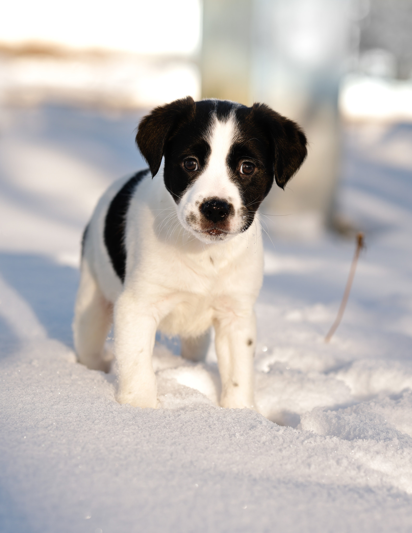 Basil - Domaine Animal