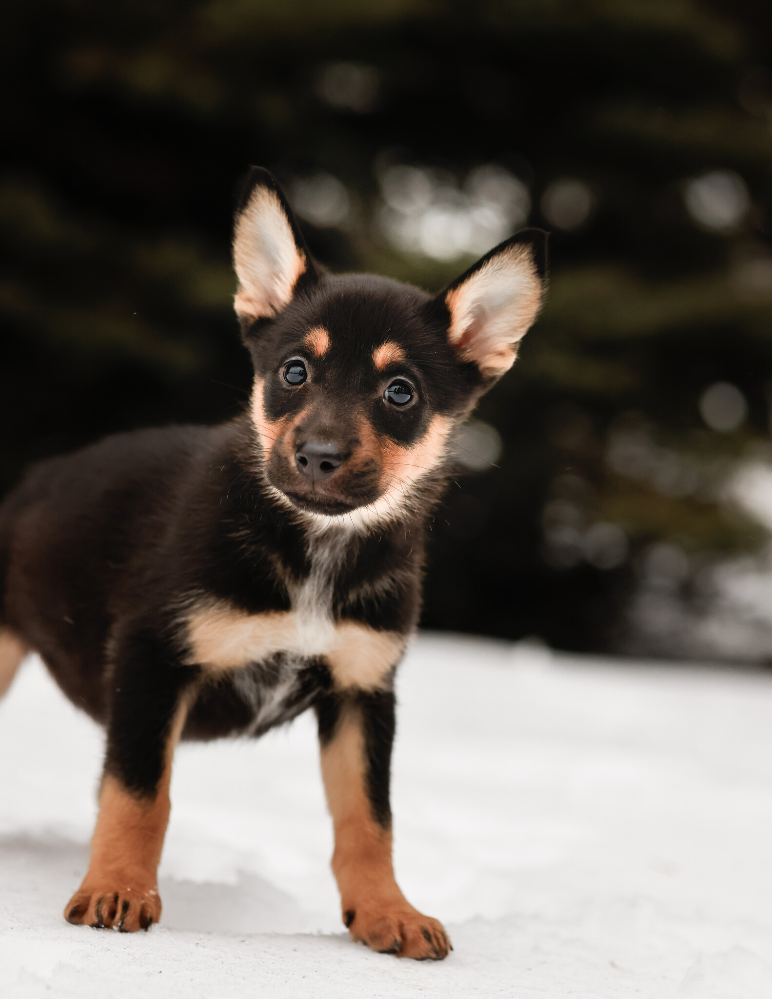 Sitka - Domaine Animal