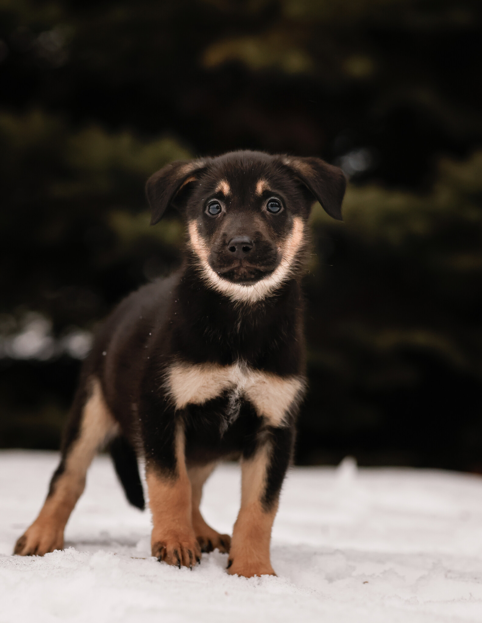 Acadia - Domaine Animal