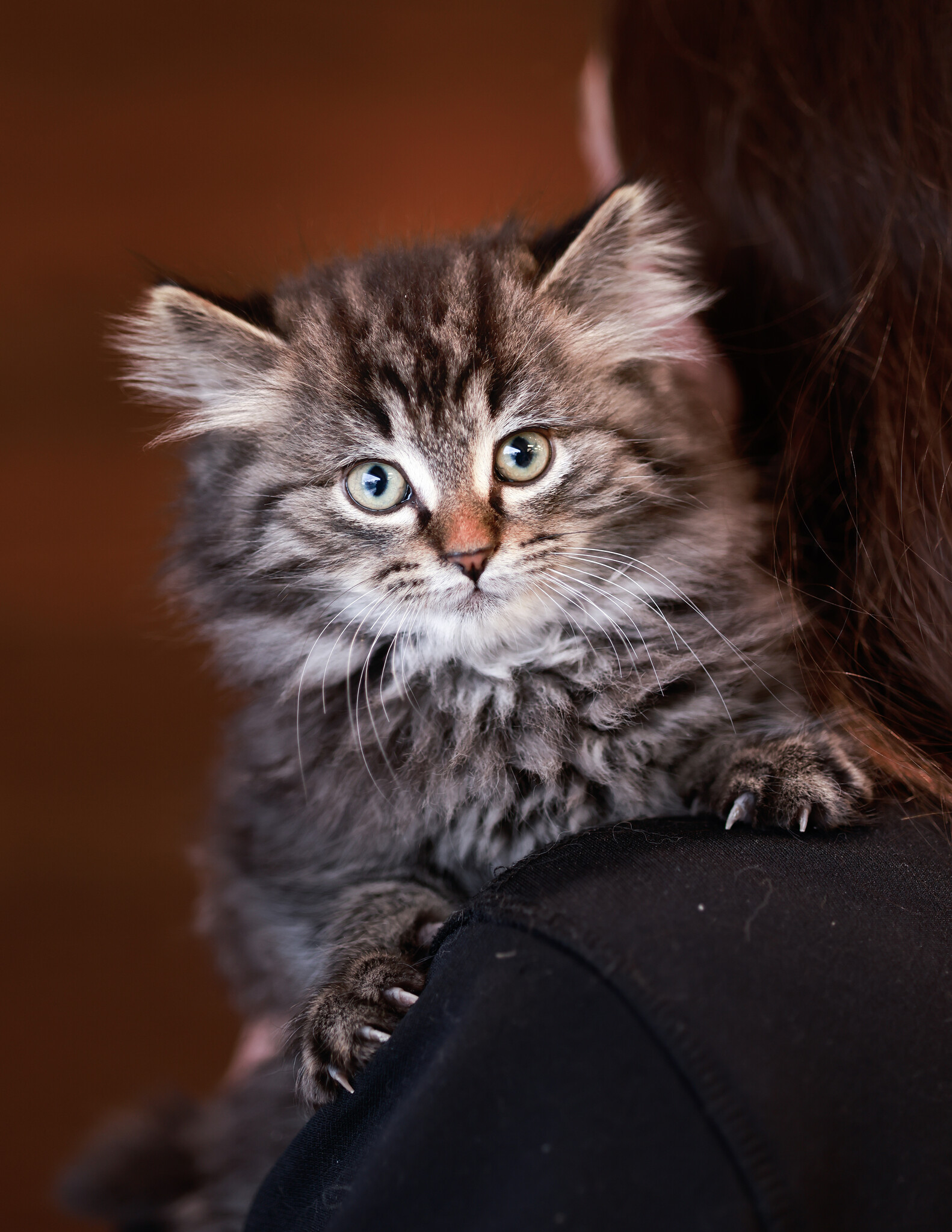 Léandre (M) - Domaine Animal