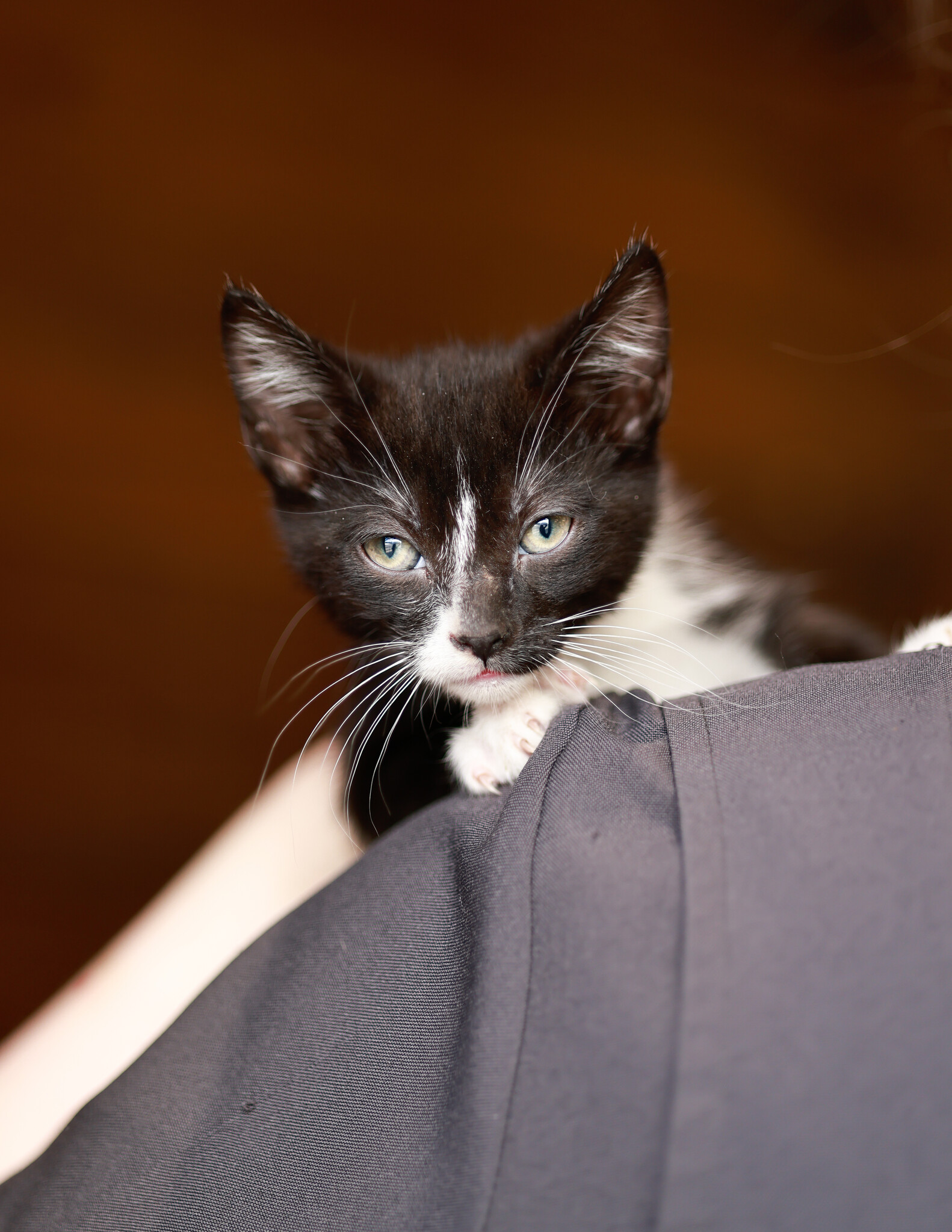 Zoro (M) - Domaine Animal