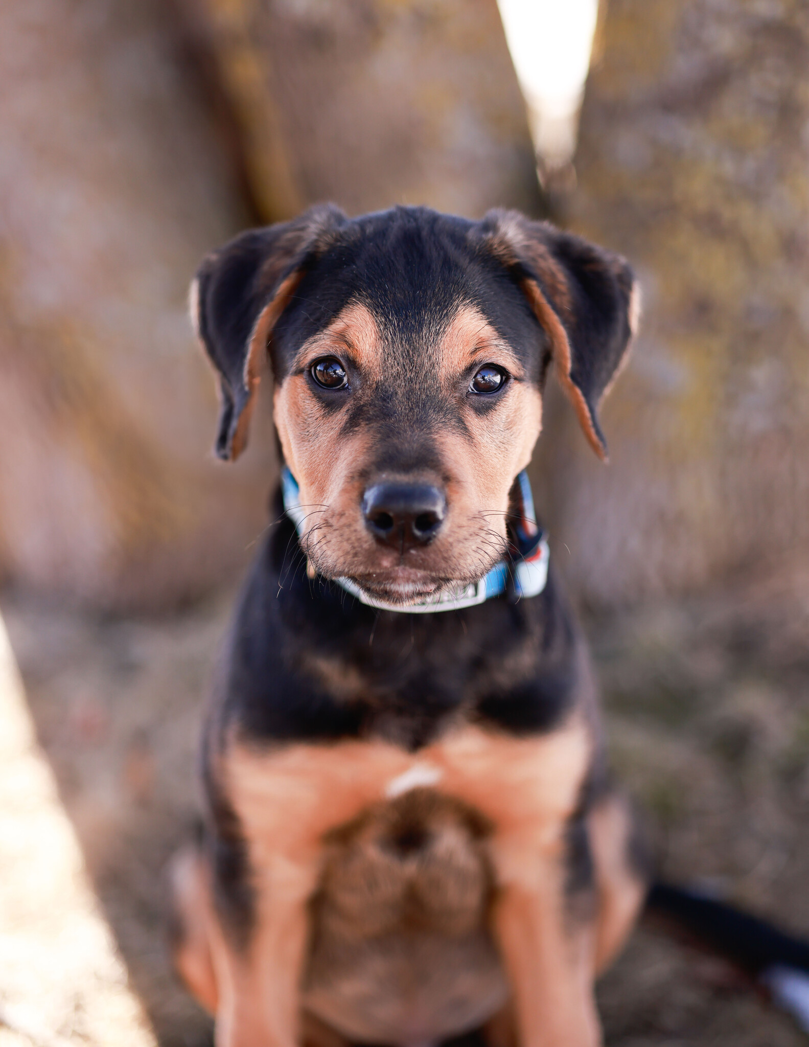 Spanser (M) - Domaine Animal