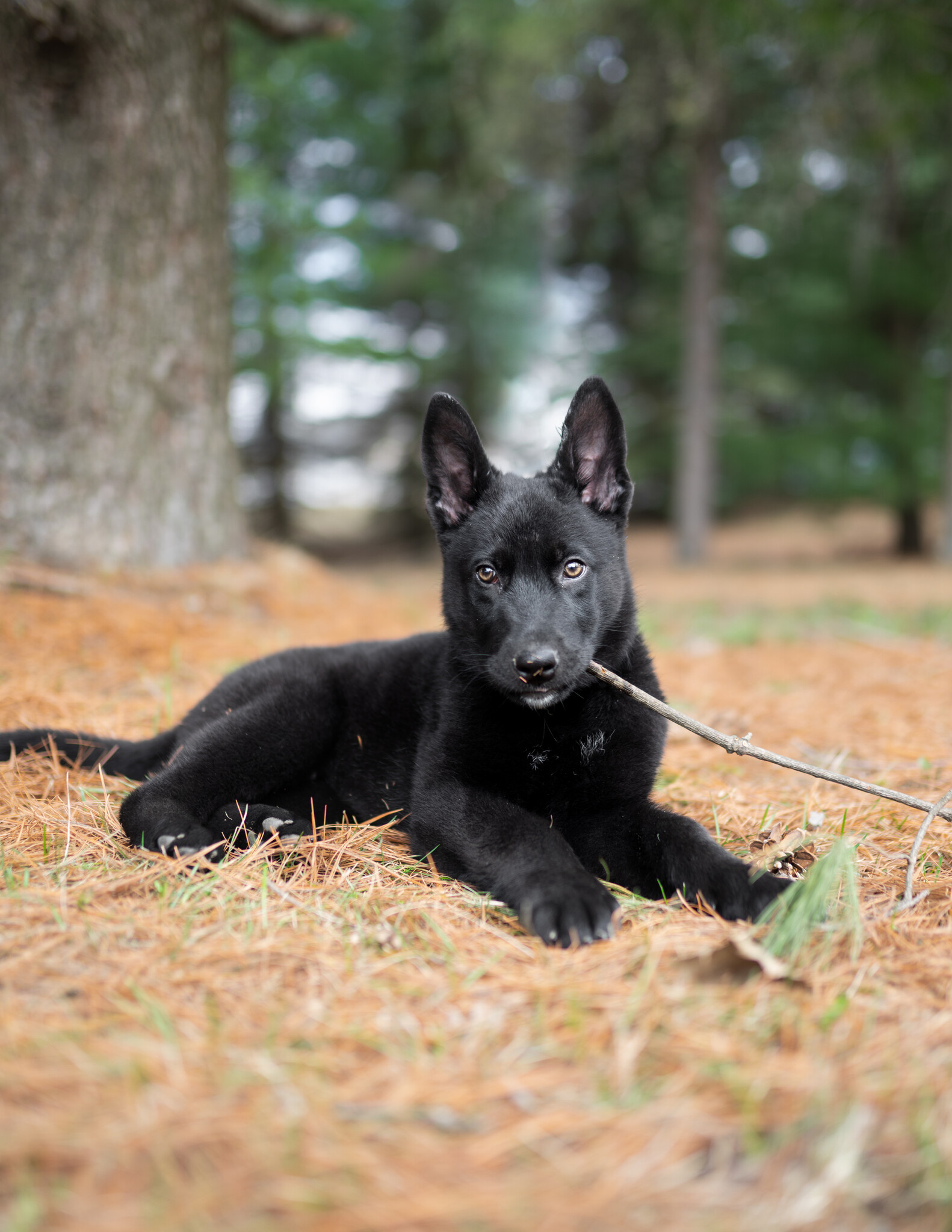 Tyson (M) - Domaine Animal