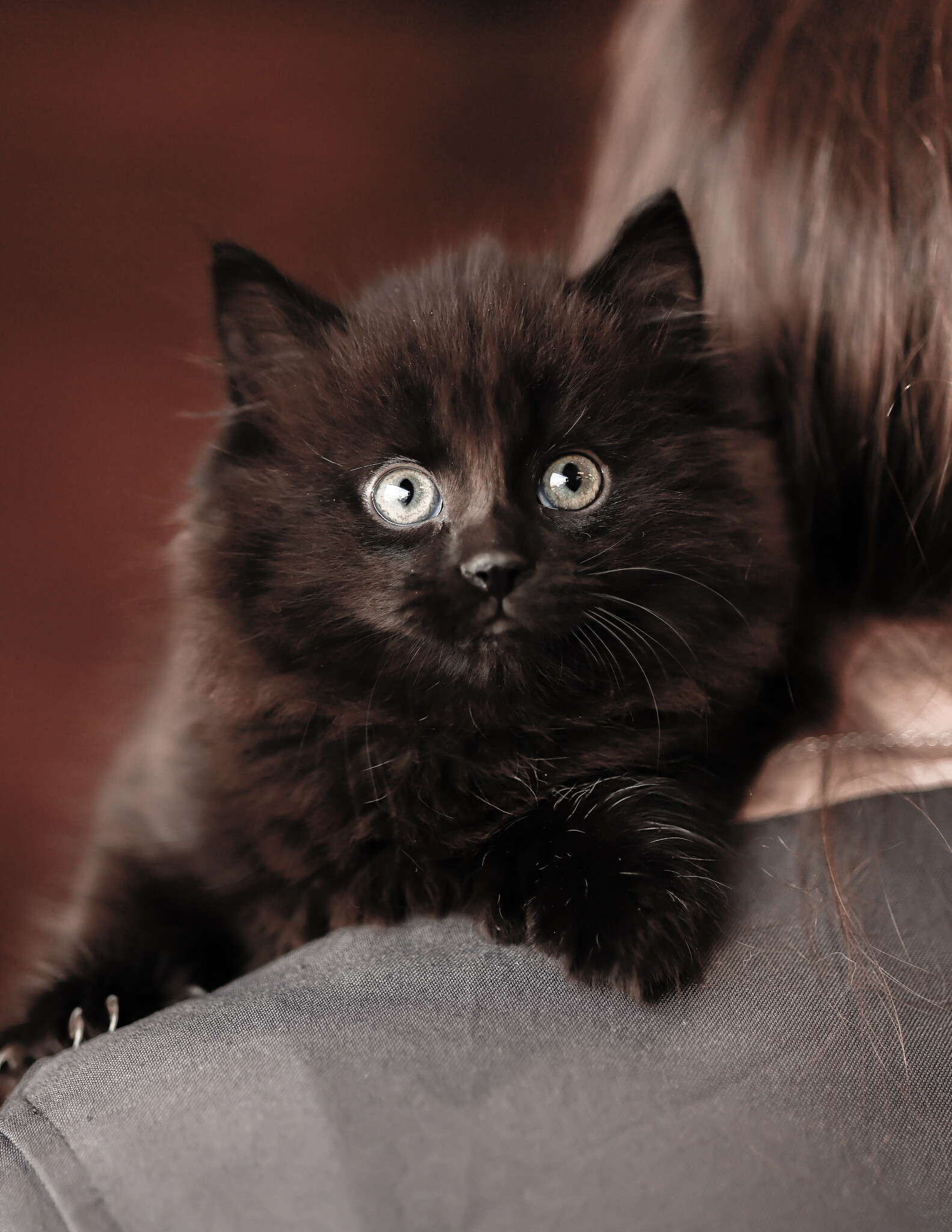 Teddy (M) - Domaine Animal