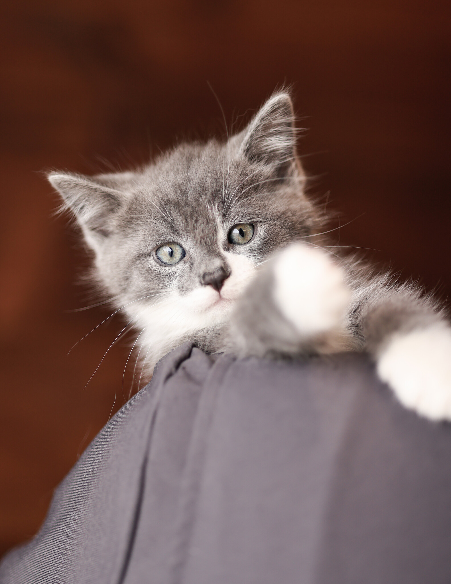 Wesley (M) - Domaine Animal