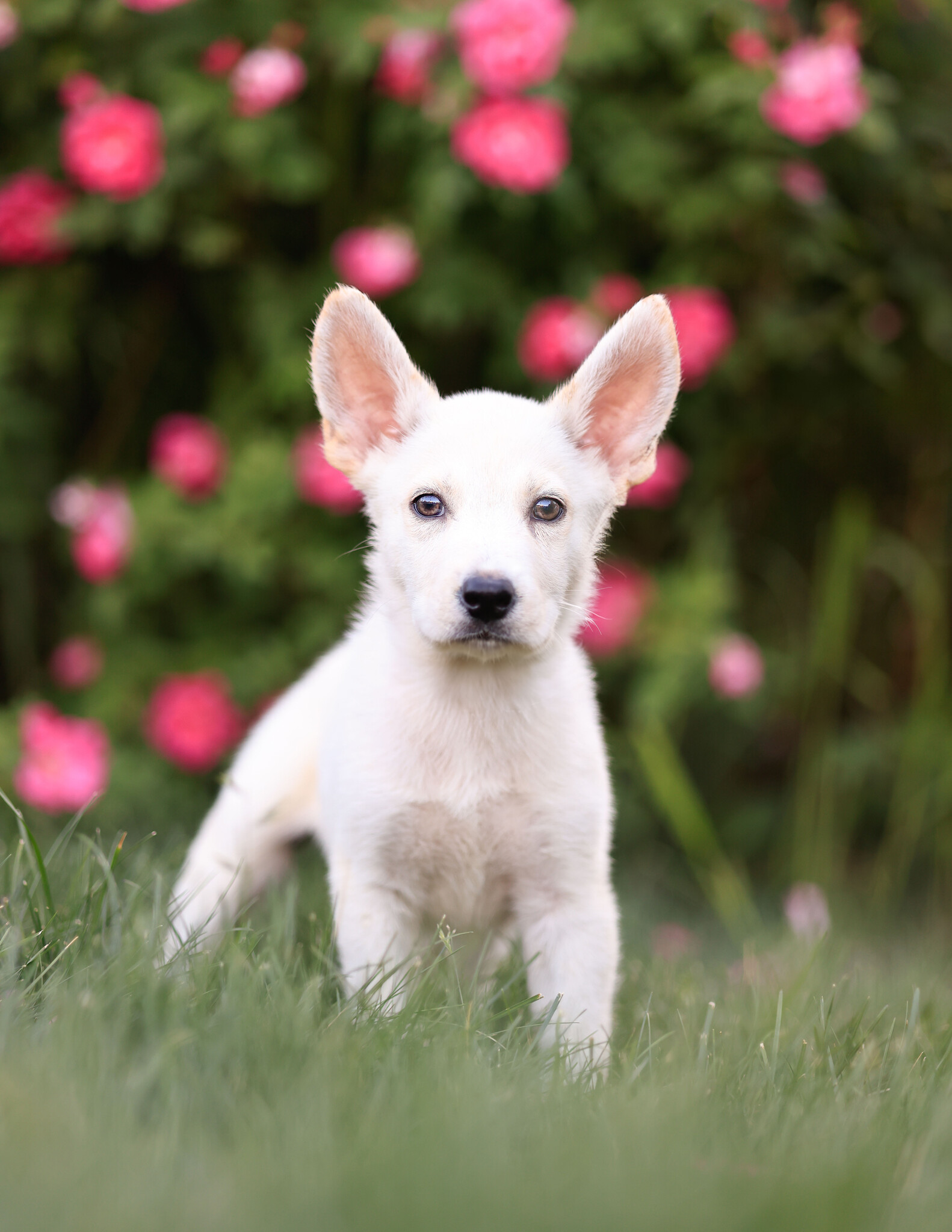 Liam (M) - Domaine Animal