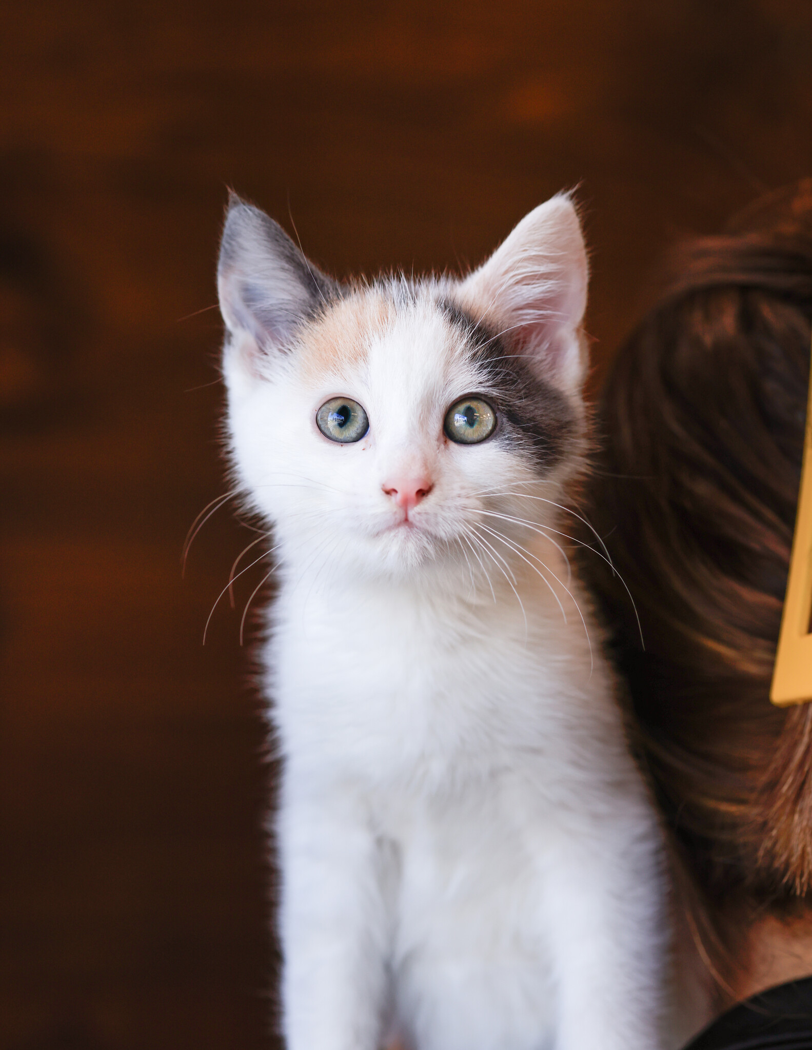 Wanda (F) - Domaine Animal