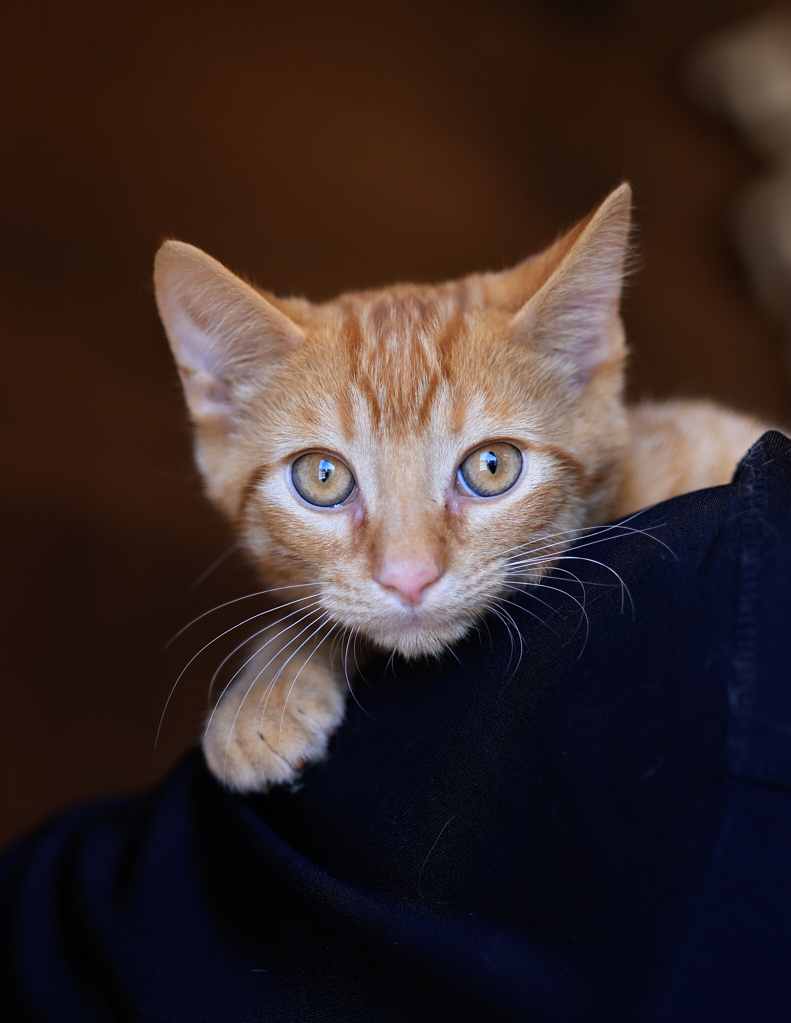 BENJAMIN - Domaine Animal