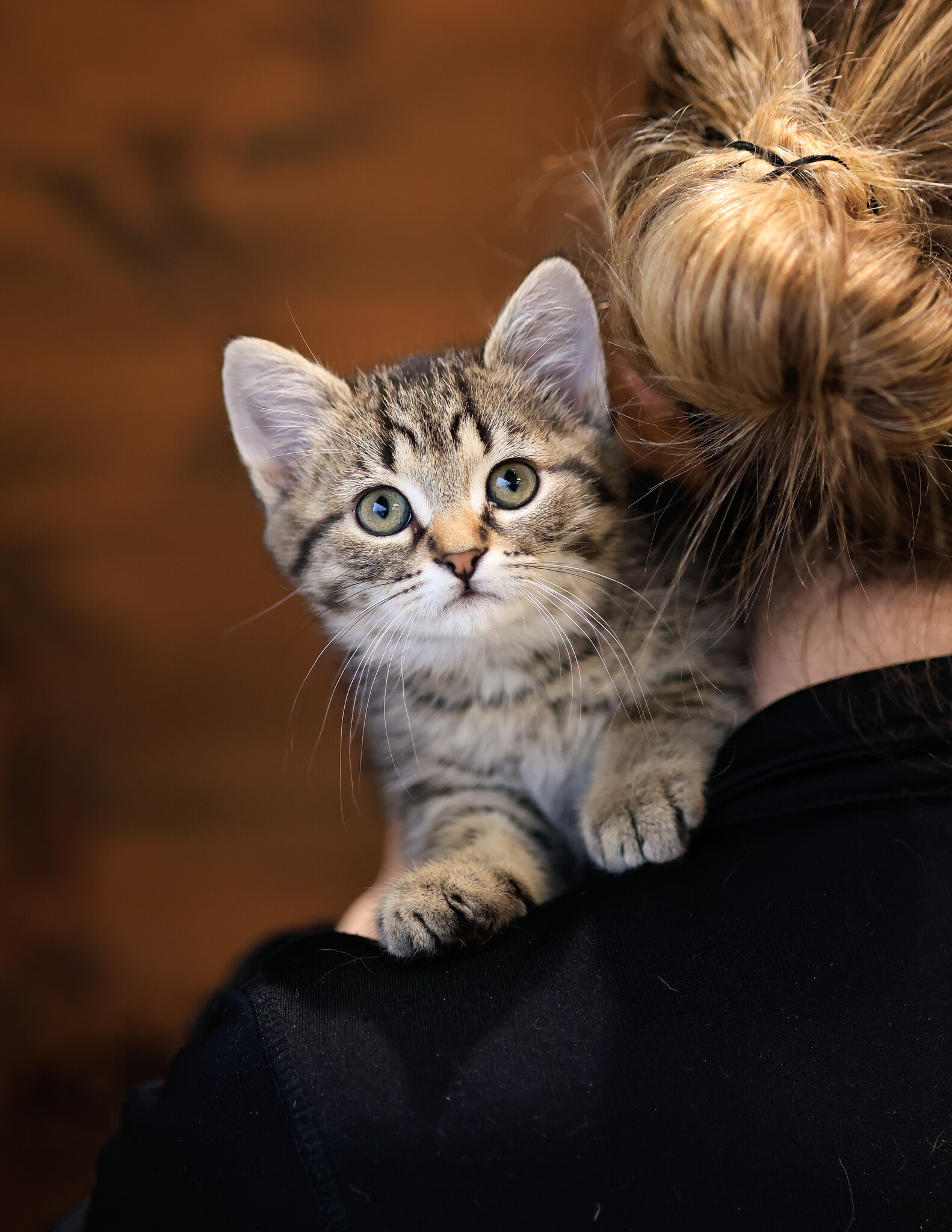 ANGIE - Domaine Animal