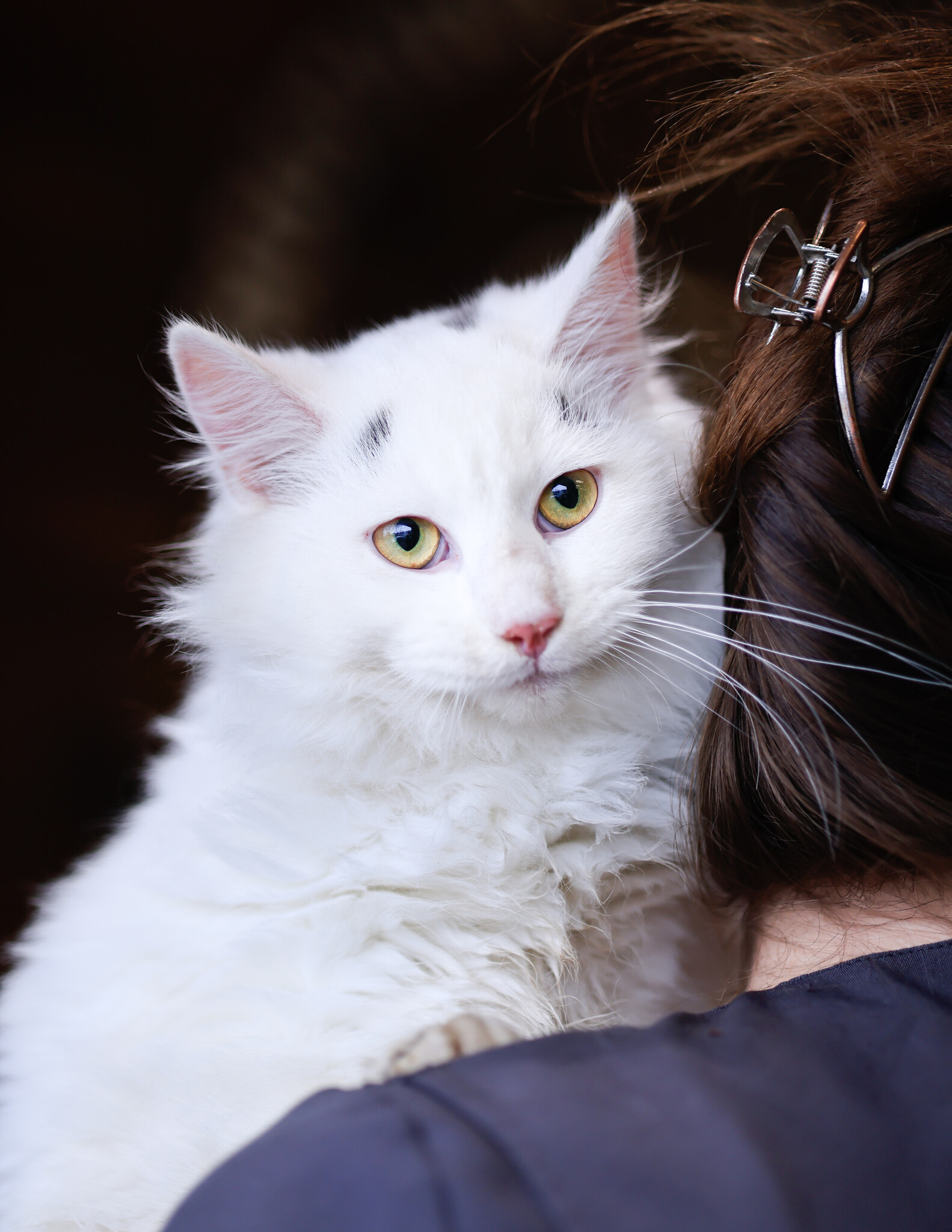 ALBUS - Domaine Animal