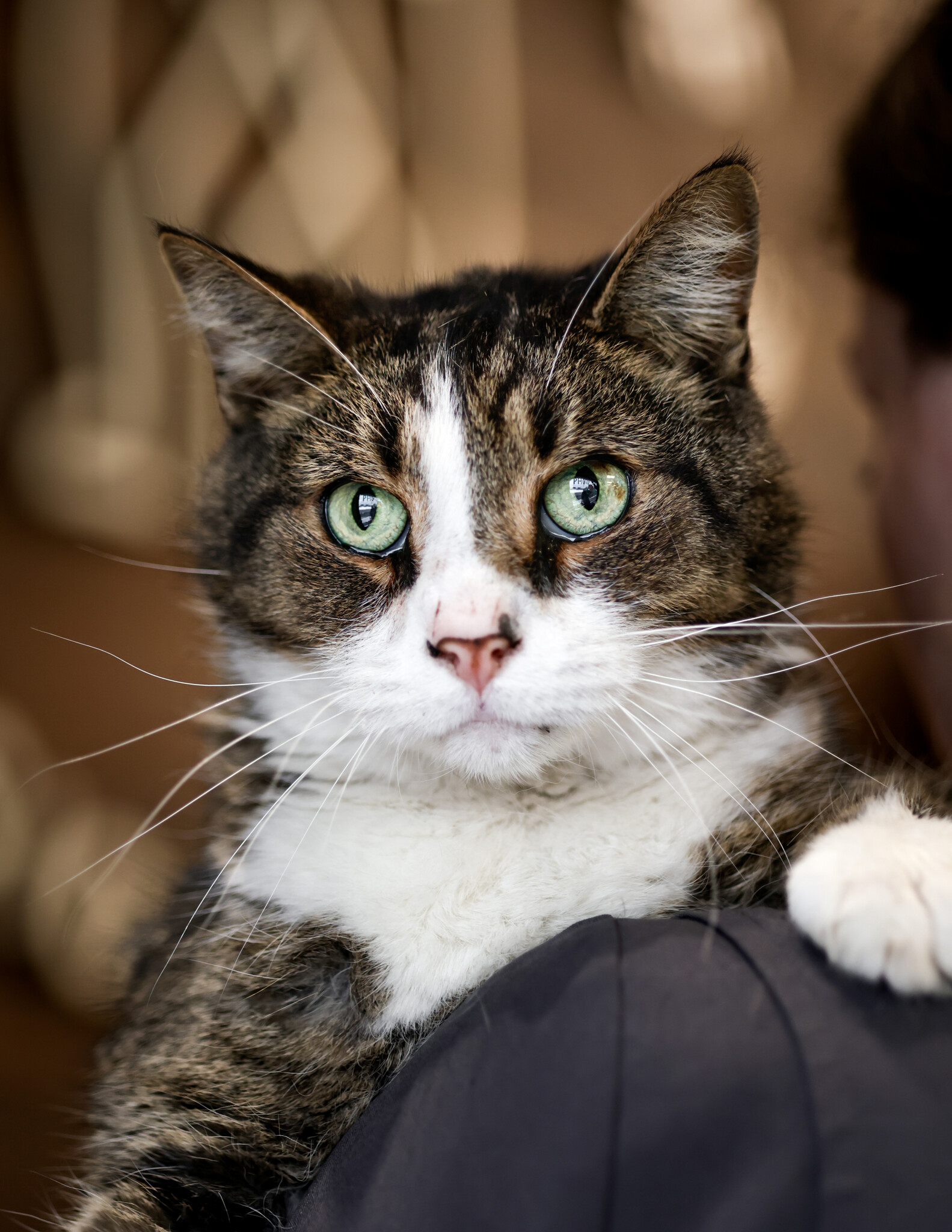 HECTOR - Domaine Animal