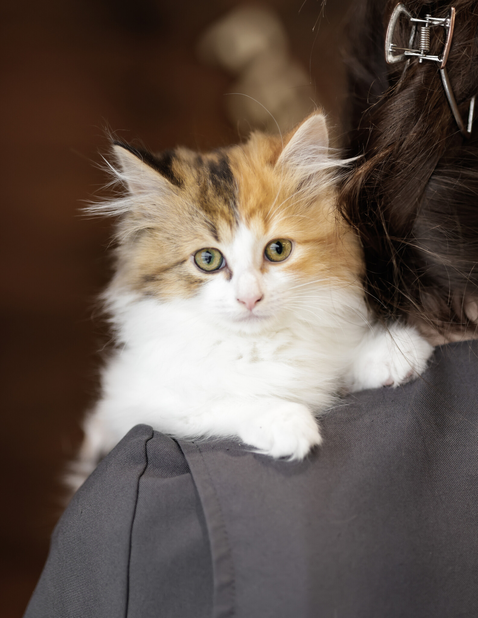 CAPUCINE - Domaine Animal