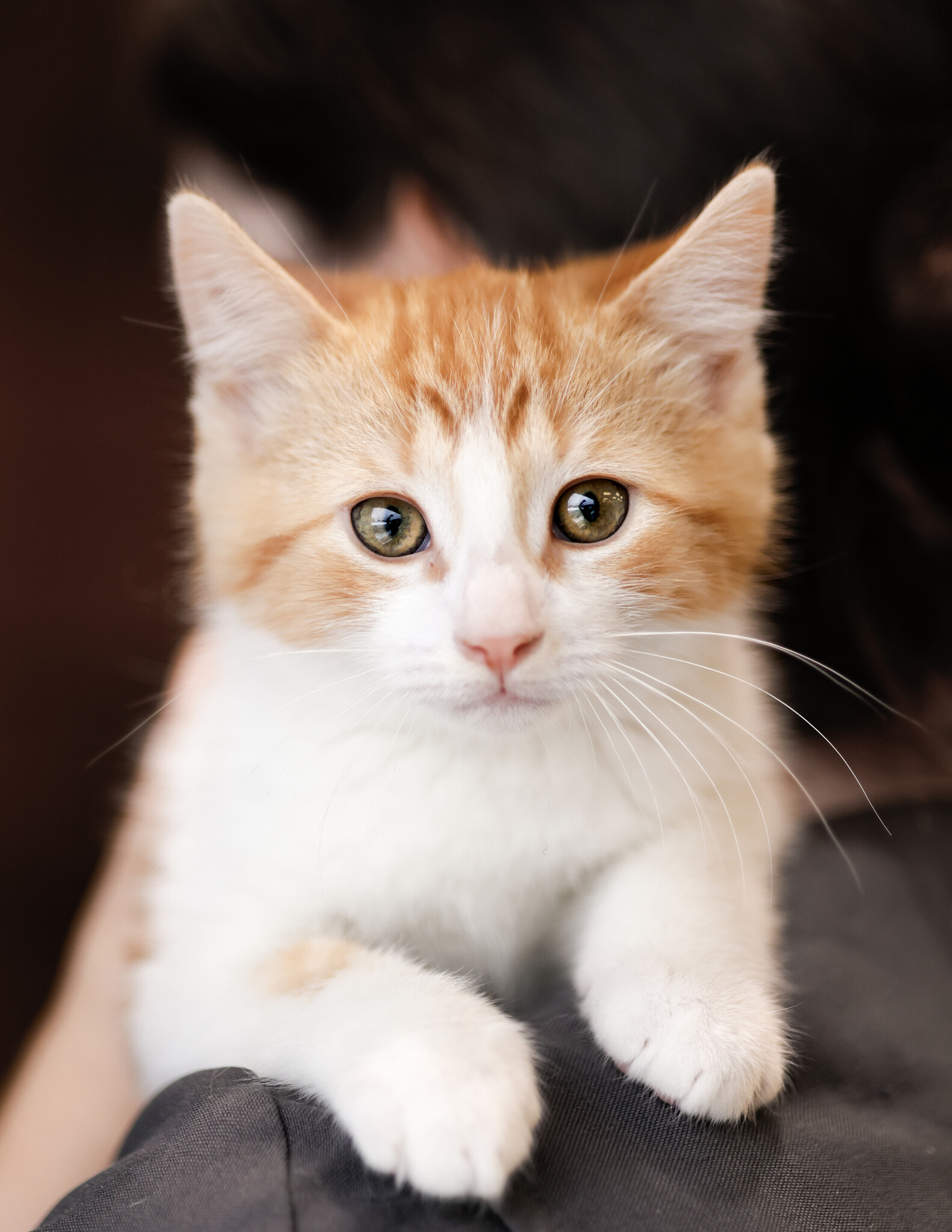 CALEB - Domaine Animal