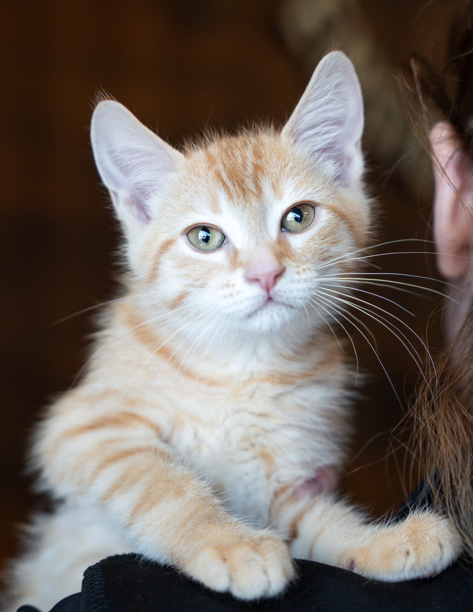 ROSIE (F) - Domaine Animal