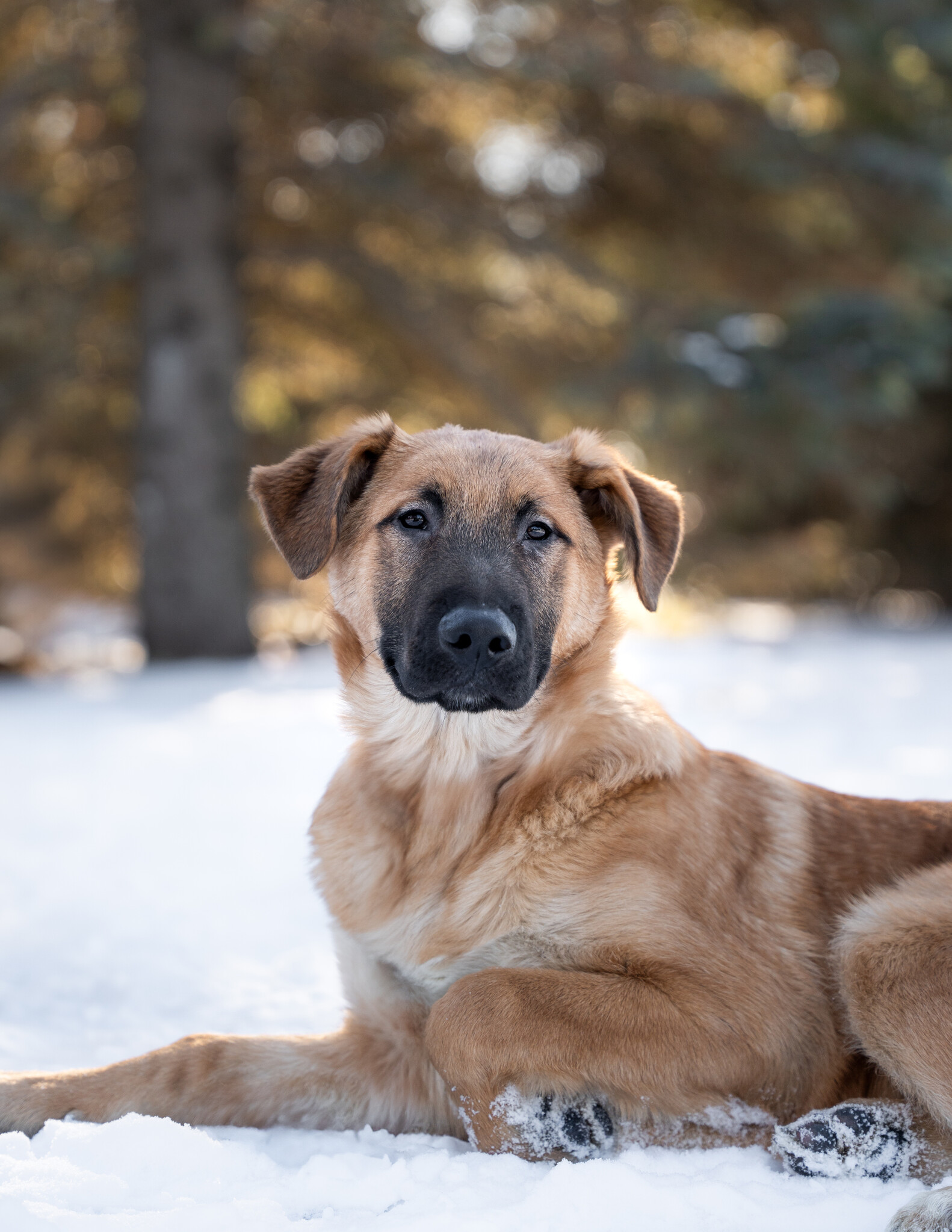 COLIN (M) - Domaine Animal