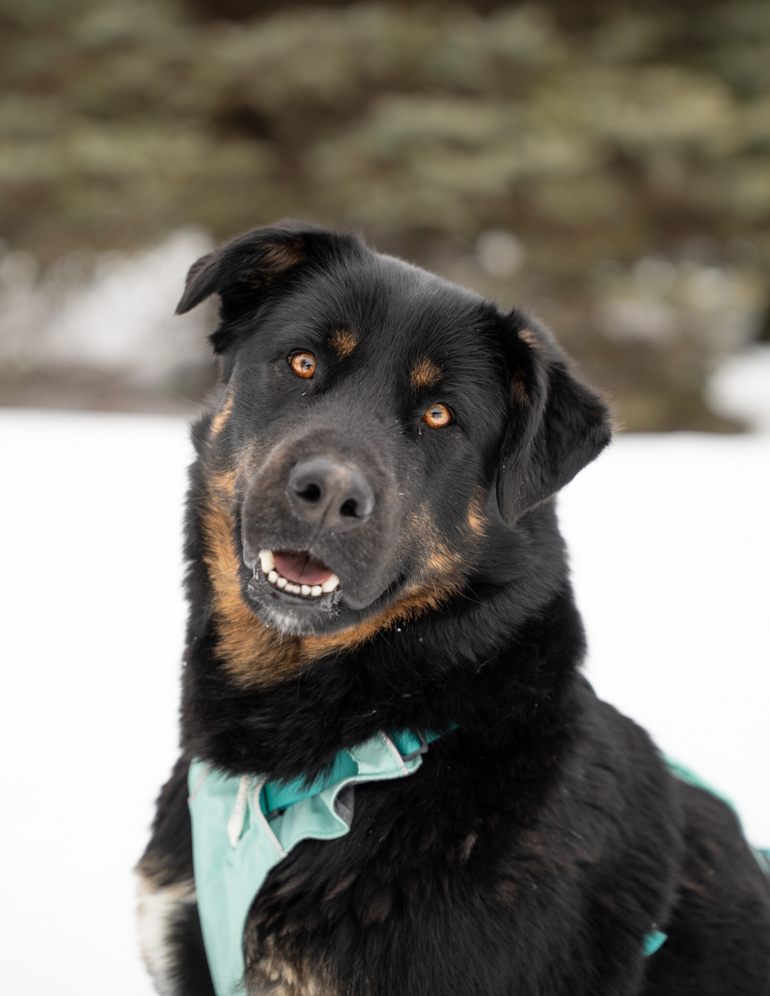 KODA - Domaine Animal