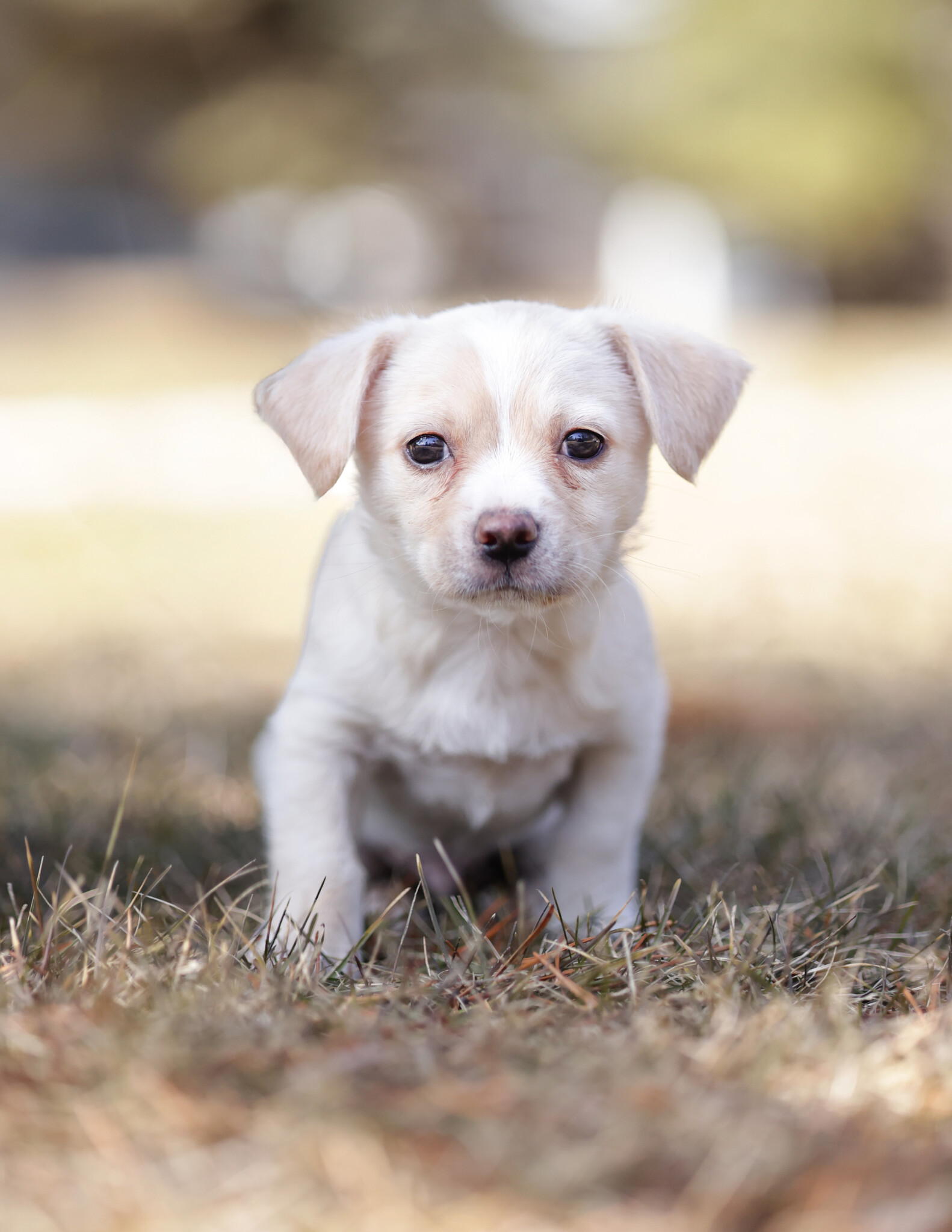 GUS - Domaine Animal