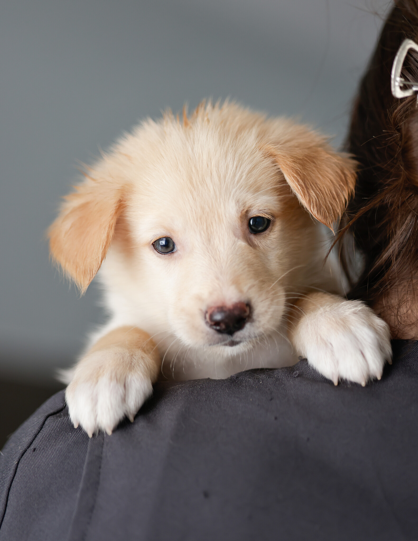 NASH - Domaine Animal