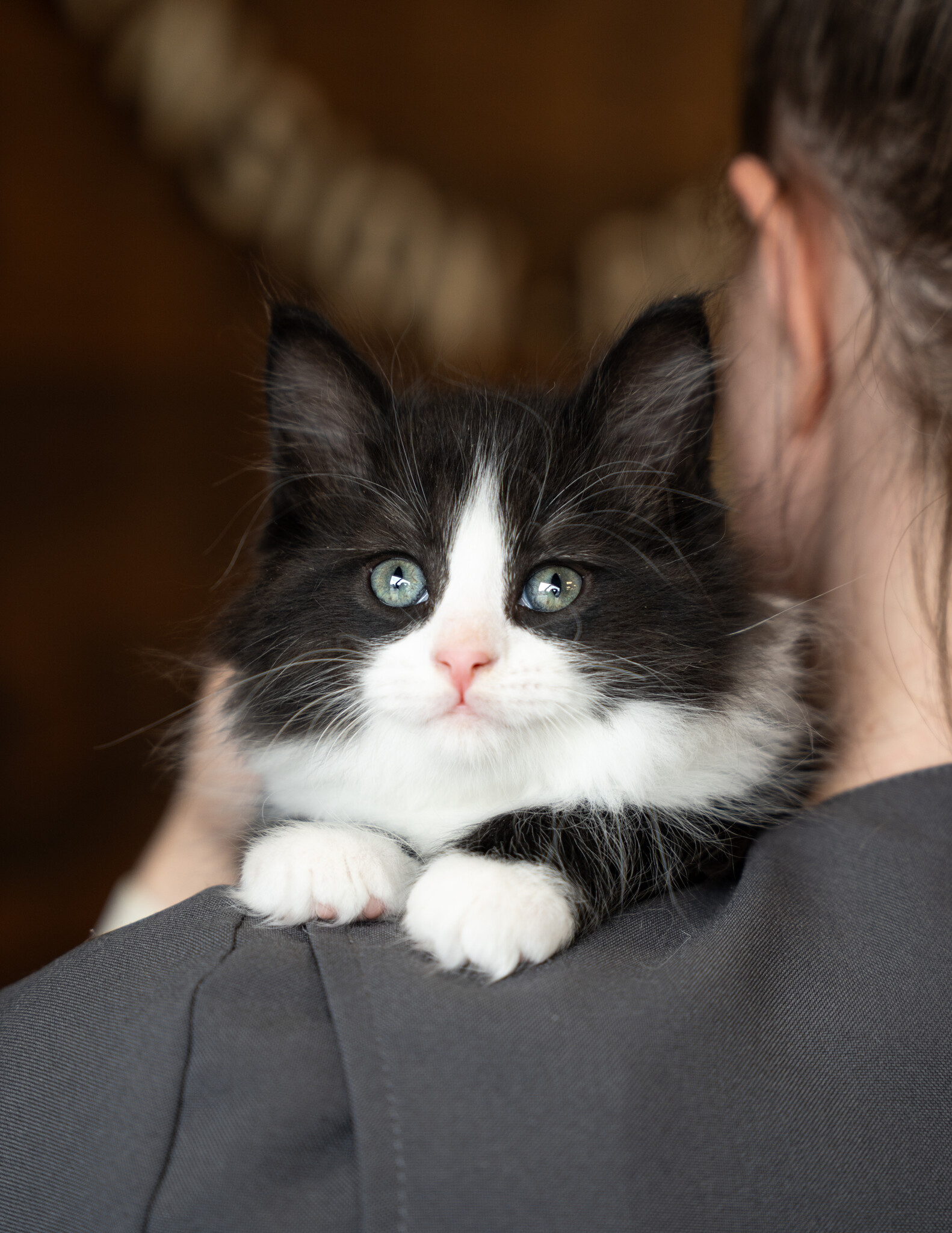 DYLAN - Domaine Animal