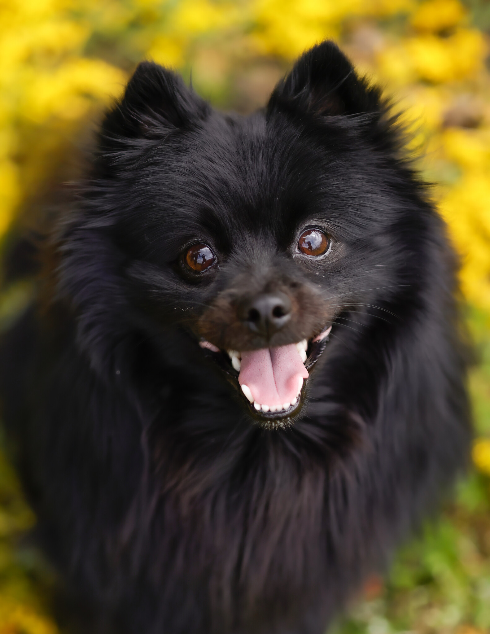 PACO - Domaine Animal