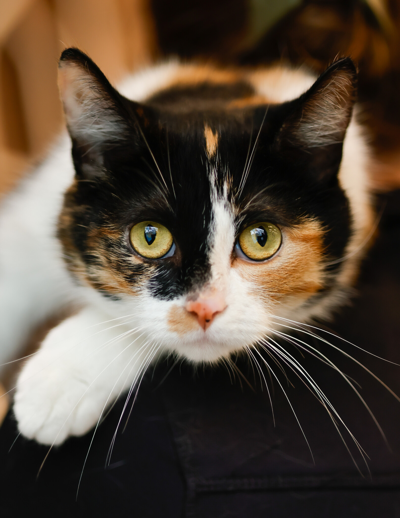 CAPUCINE - Domaine Animal